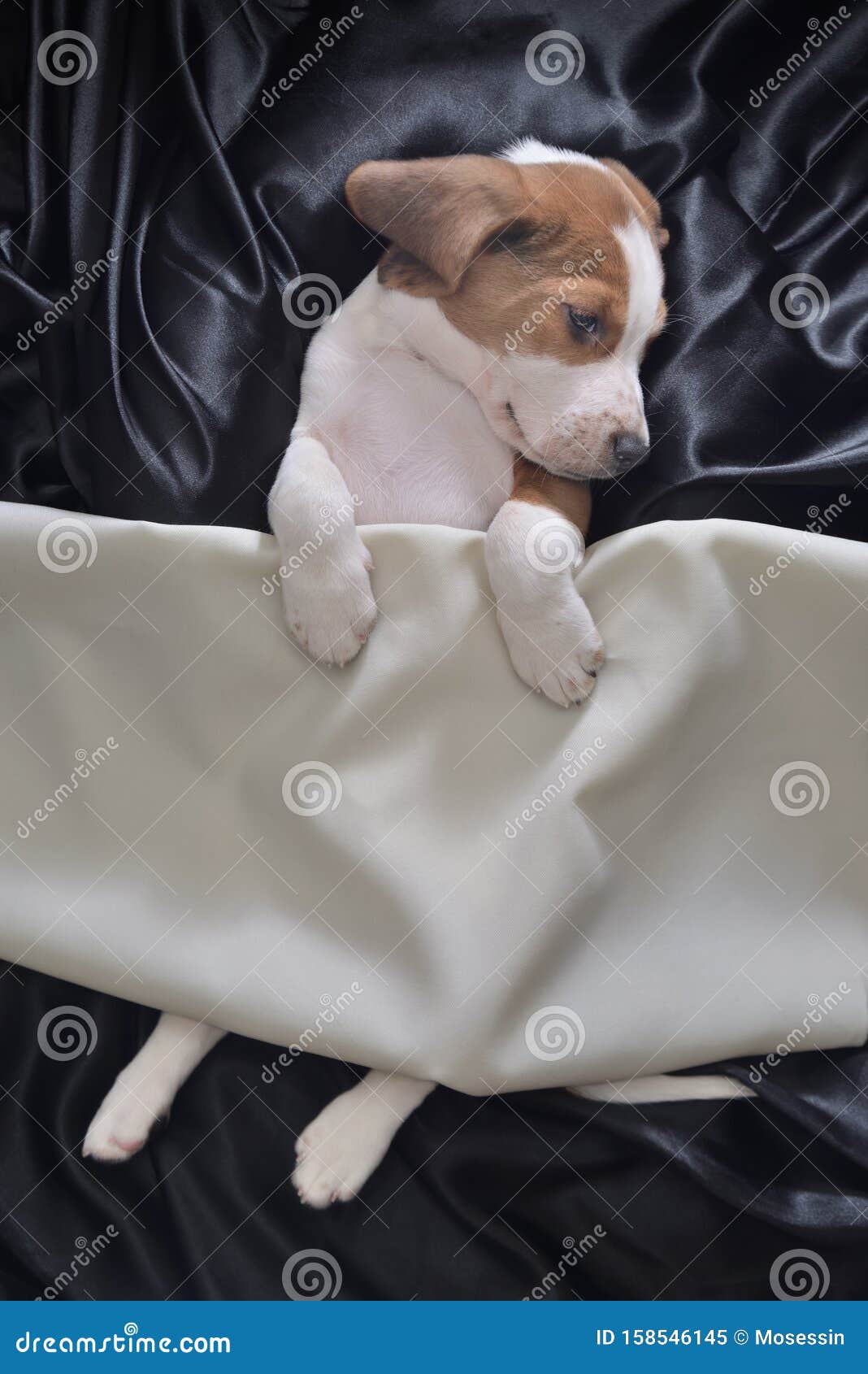 Cute Beagle hundvalp sover fotografering för bildbyråer. Bild av ...