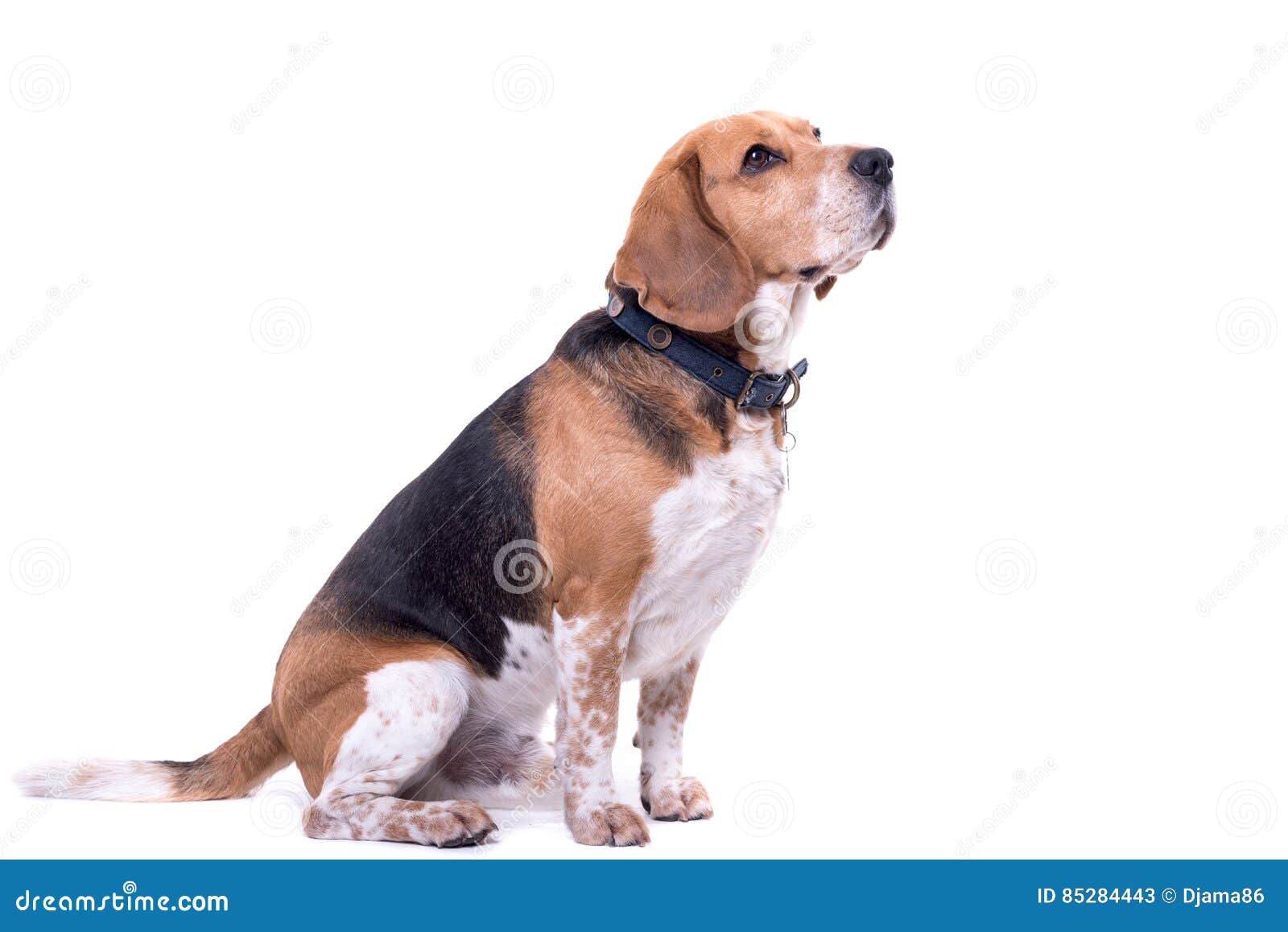 Cute beagle isolated stock image. Image of loyal, doggy - 85284443