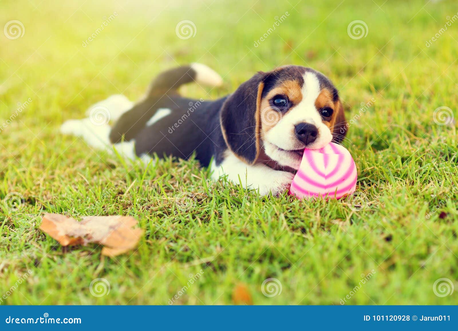 Cute Beagle stock photo. Image of canine, animal, happiness - 101120928