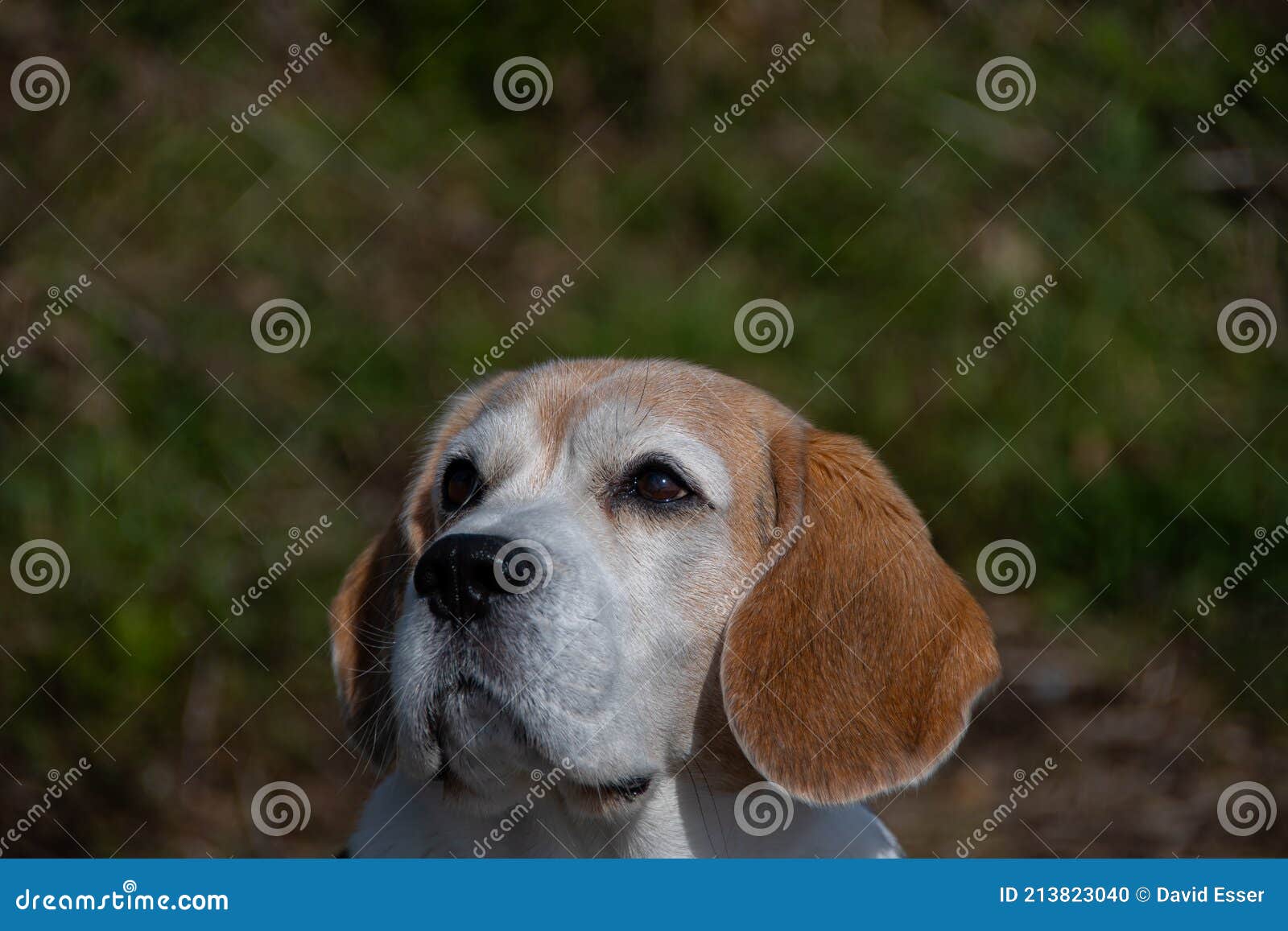 A Cute Beagle is Looking Up Stock Photo - Image of grass, friend: 213823040