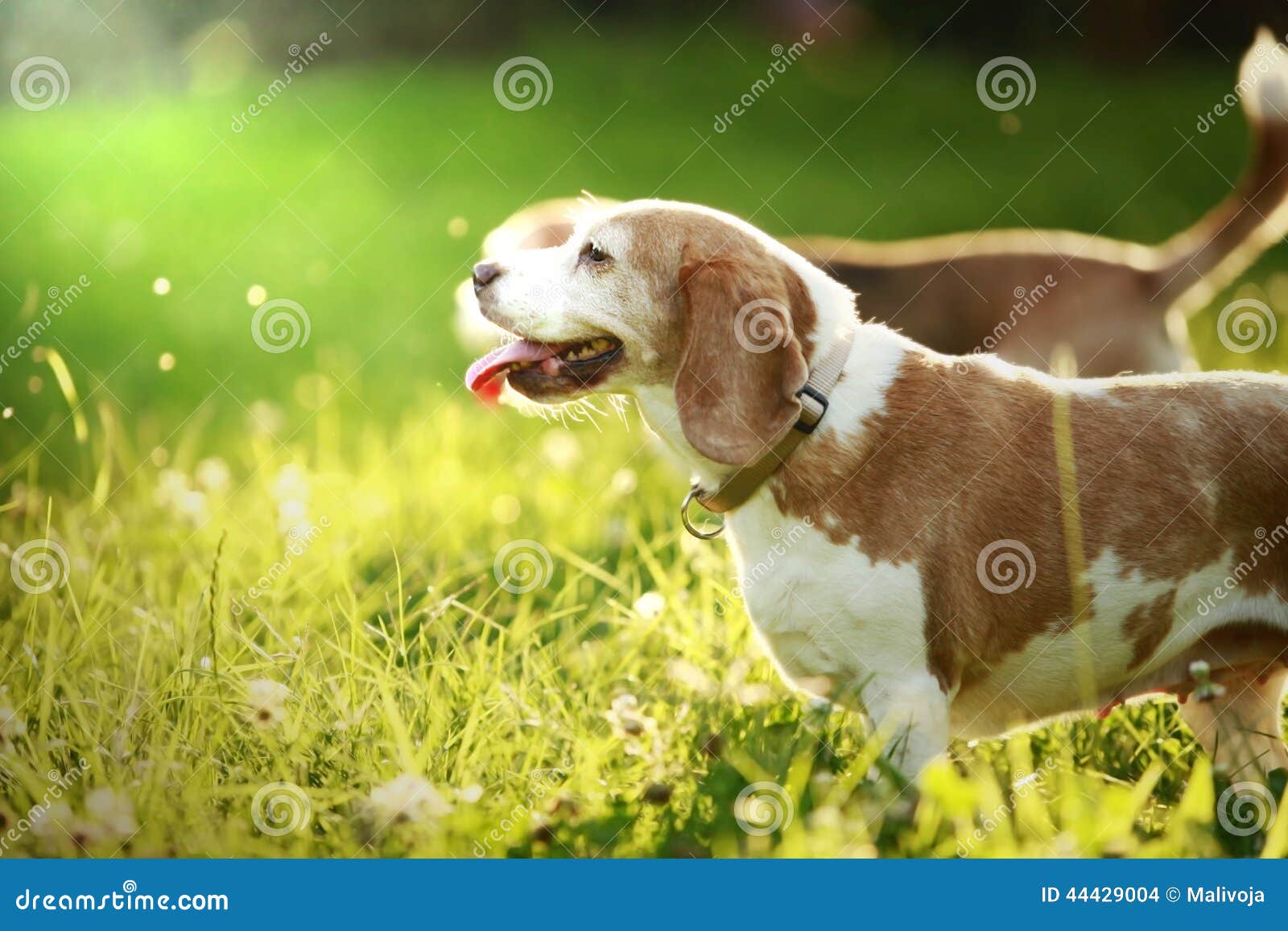 Cute Beagle at Park stock photo. Image of animal, outdoors - 44429004