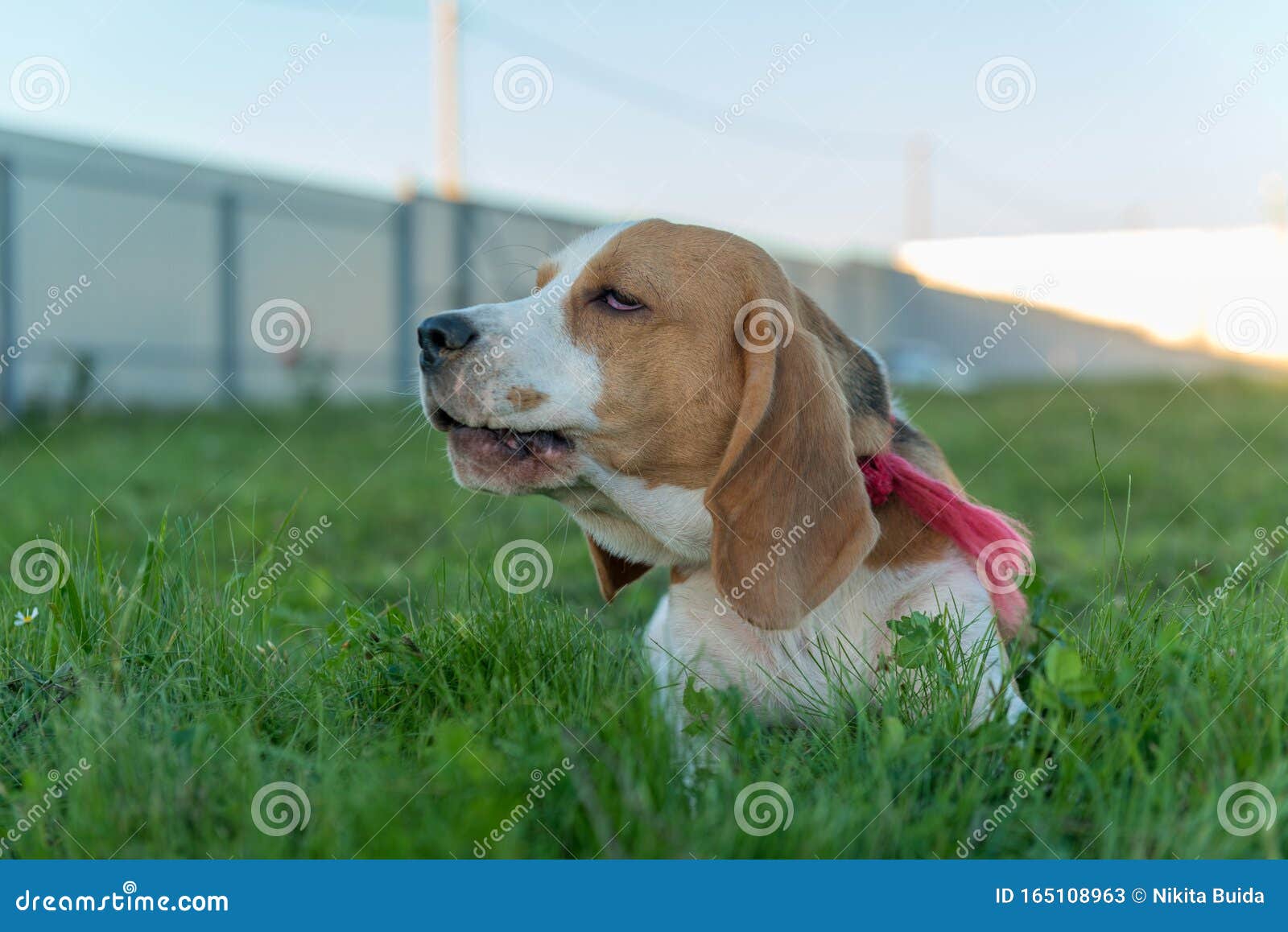 Cute beagle portrait stock image. Image of domestic - 165108963