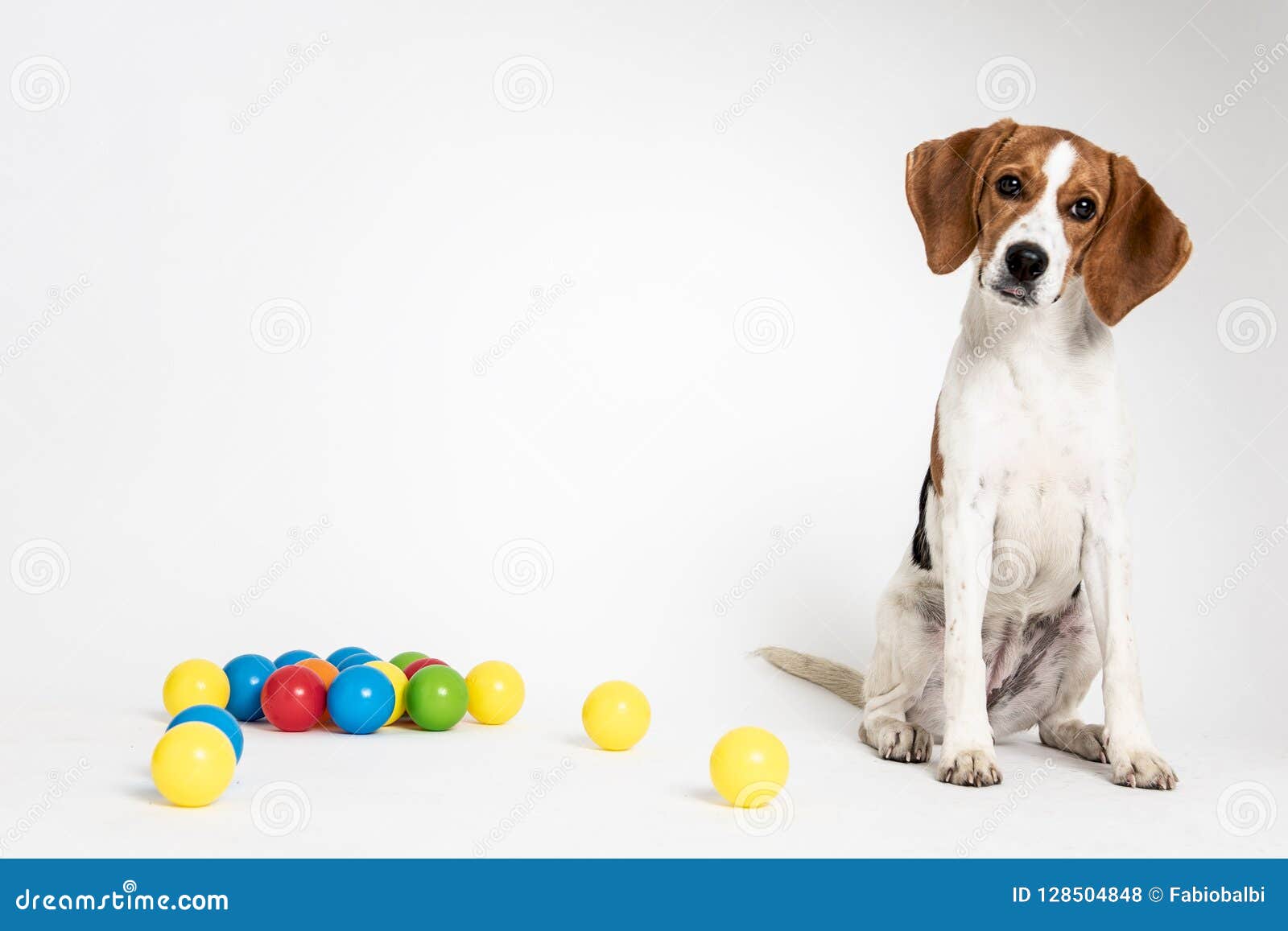 Cute Beagle Posing in a Studio Stock Photo - Image of beige, cute ...