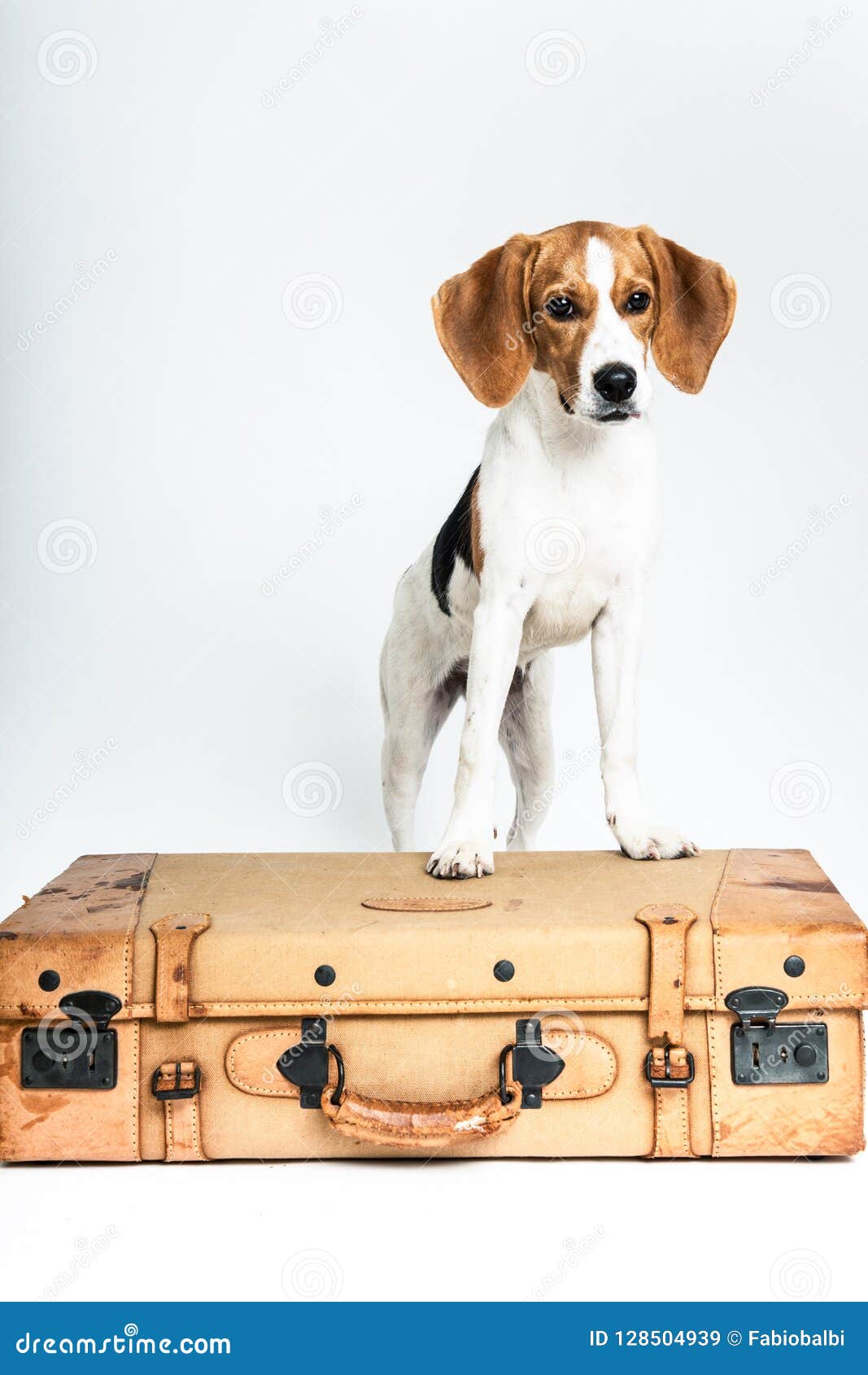Cute Beagle Posing in a Studio Stock Image - Image of puppy, funny ...