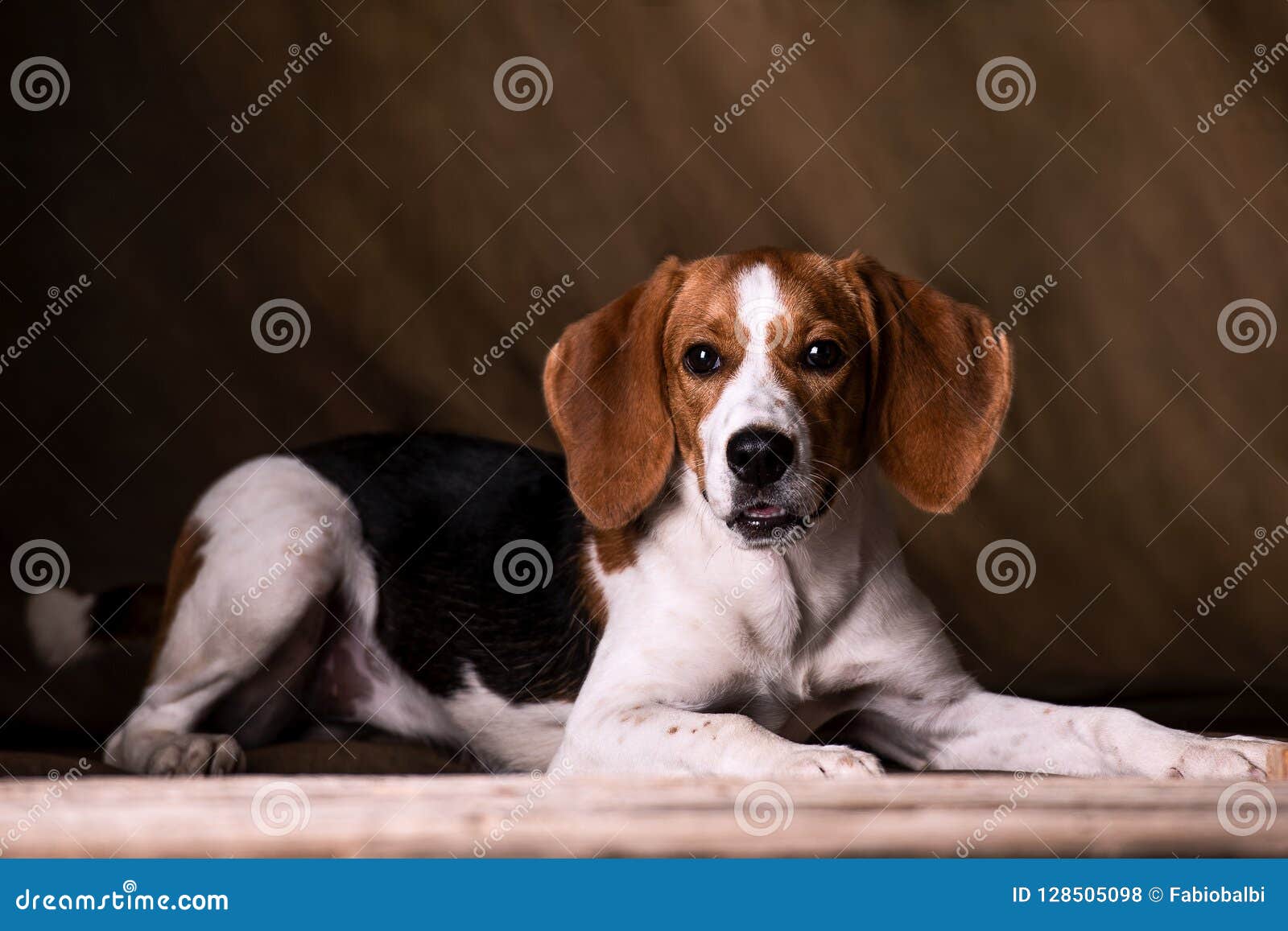 Cute Beagle Posing in a Studio Stock Photo - Image of posing, looking ...