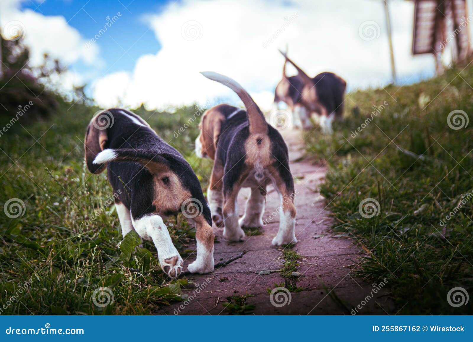 Cute Beagle Puppies Walking on the Pathway Stock Photo - Image of ...