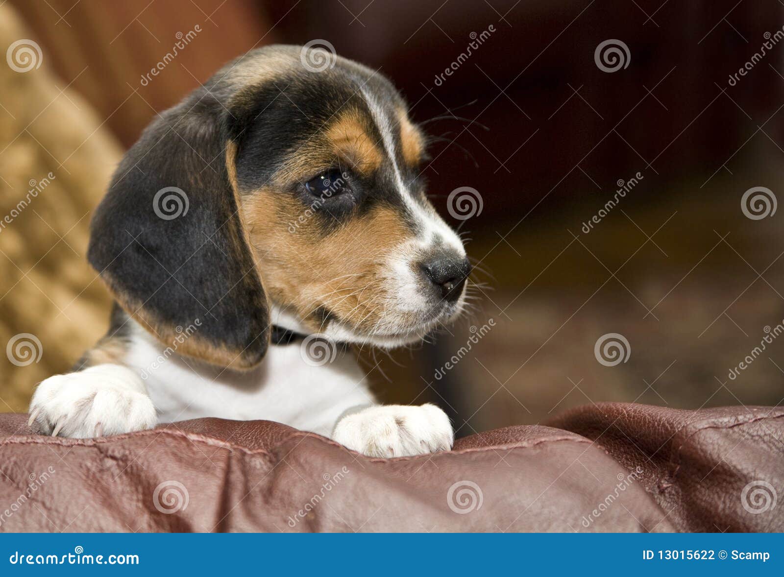 Puppy Peaking Stock Photos - Free & Royalty-Free Stock Photos from ...