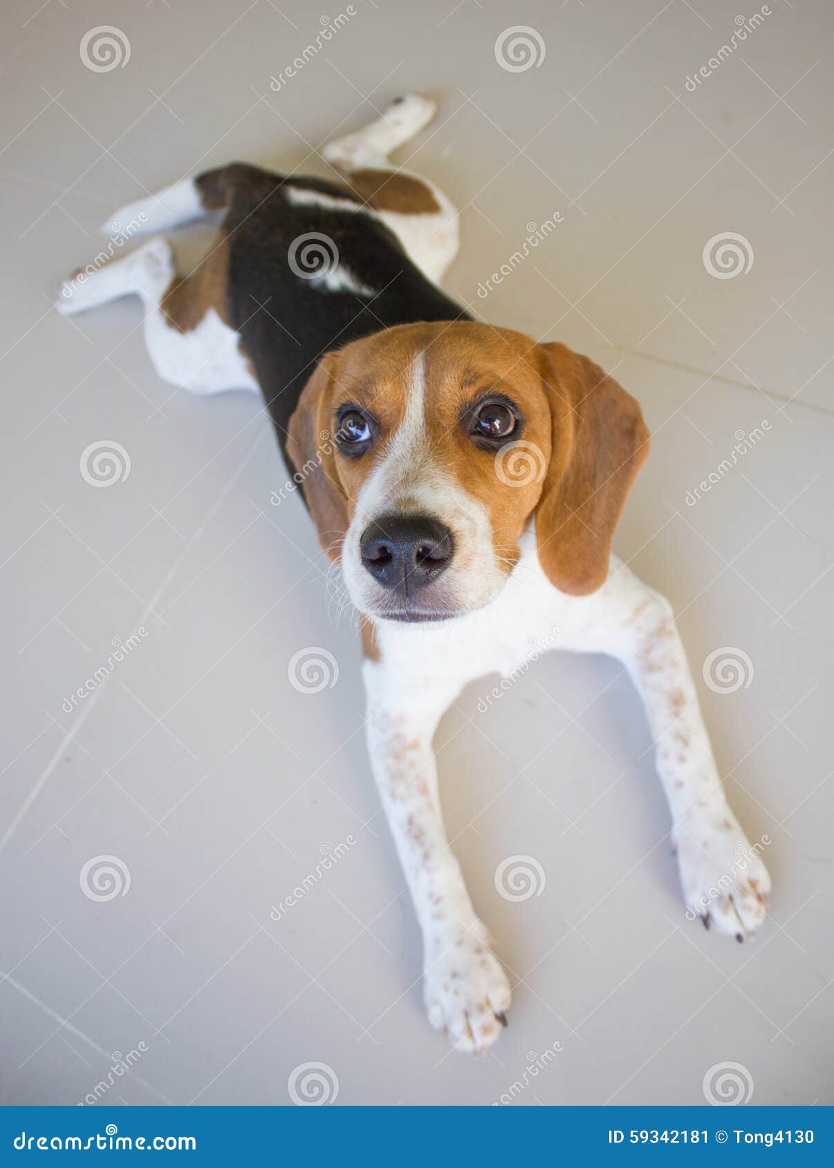 The cute beagle puppy dog stock image. Image of portrait - 59342181