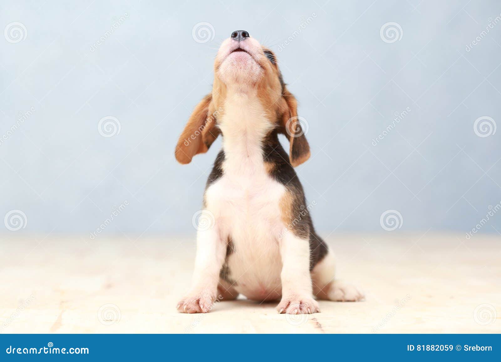 Cute beagle puppy dog stock image. Image of breed, nature - 81882059