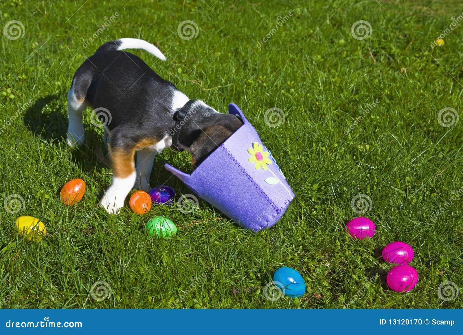 Cute Beagle Puppy with Easter Basket Stock Photo - Image of puppy ...