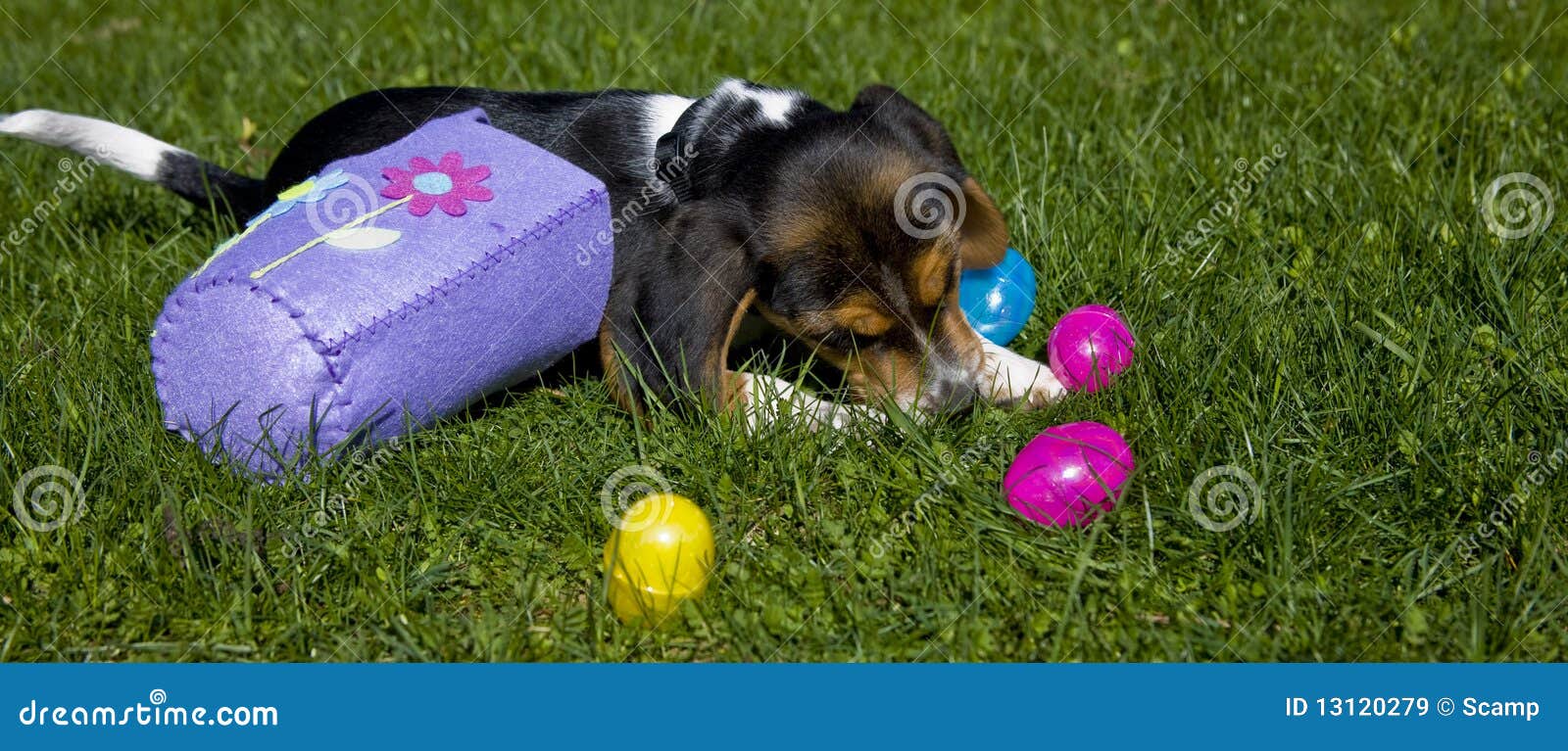 Cute Beagle Puppy with Easter Basket Stock Image - Image of copy ...