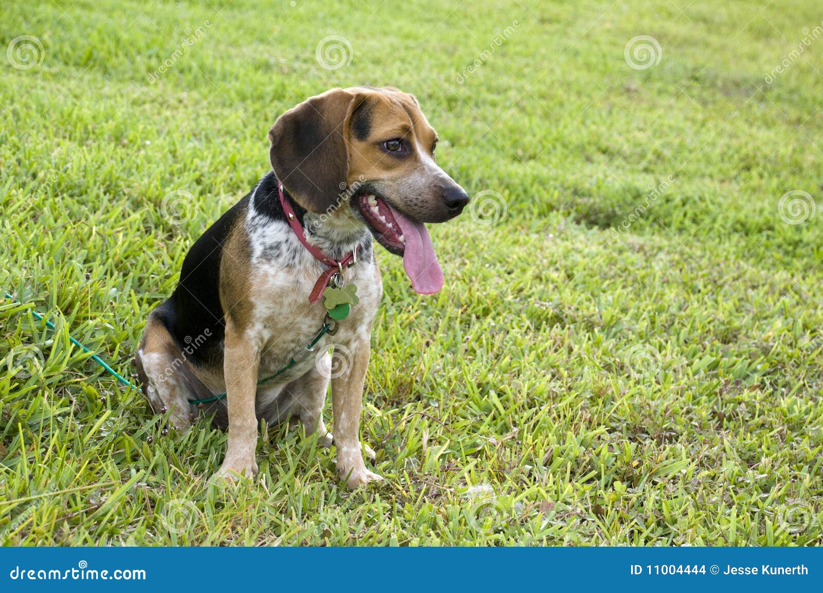 Cute Beagle Puppy on the Grass Stock Photo - Image of green, puppy ...