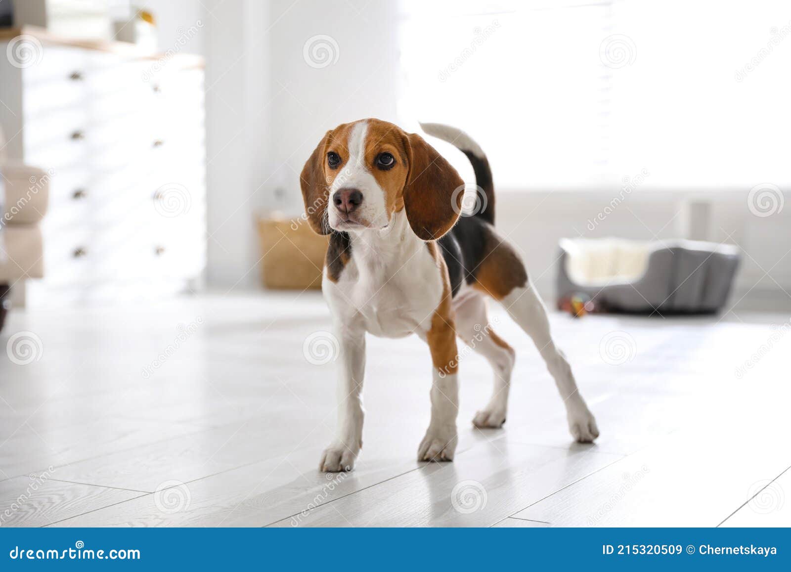 Cute Beagle Puppy at Home. Adorable Pet Stock Image - Image of animal ...