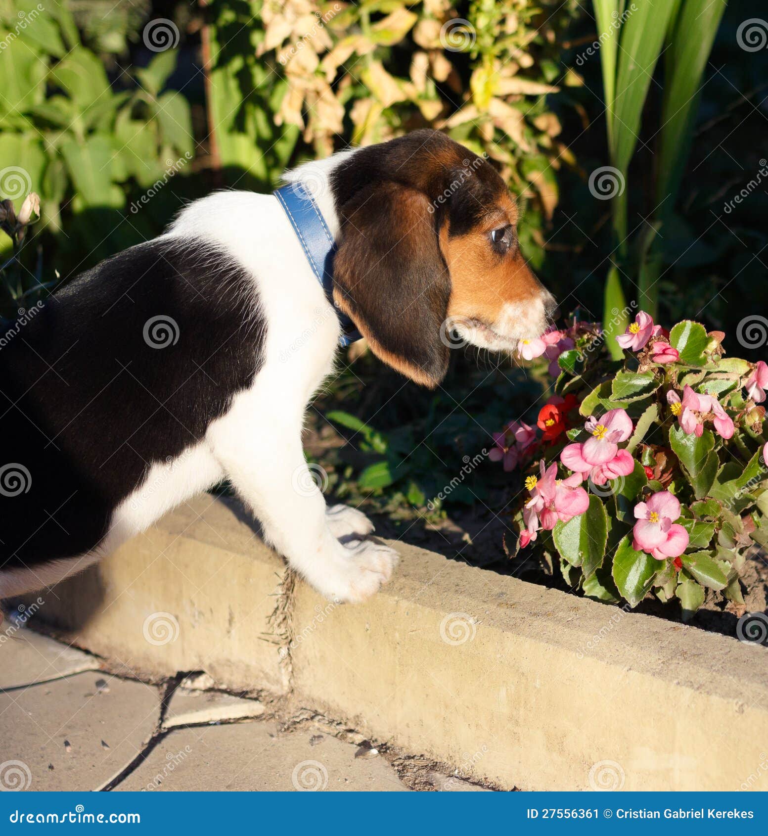 Cute Beagle Puppy Smelling Some Pink Flowers Stock Image - Image of ...