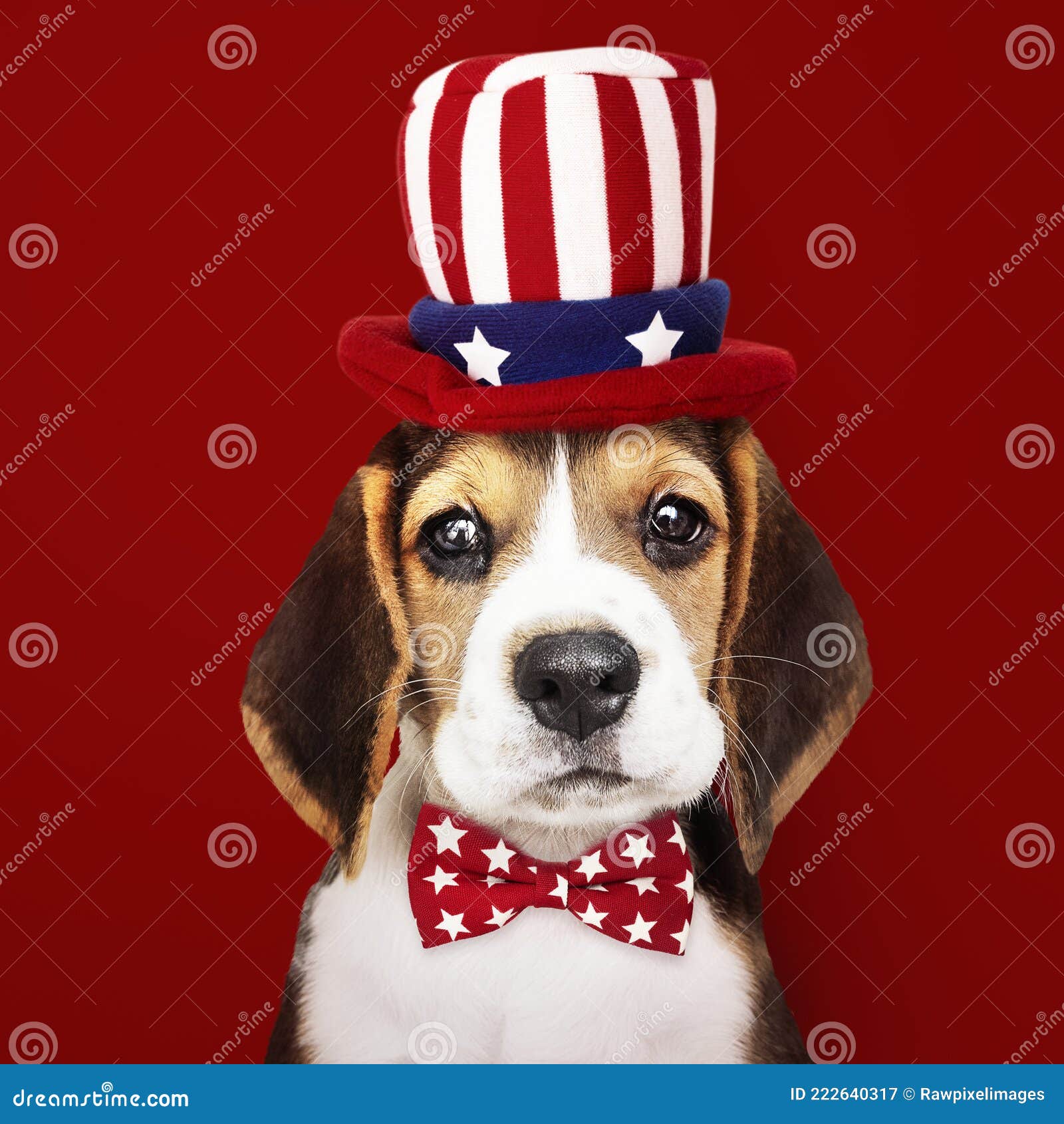 Cute Beagle Puppy in Uncle Sam Hat and Bow Tie Stock Image - Image of ...