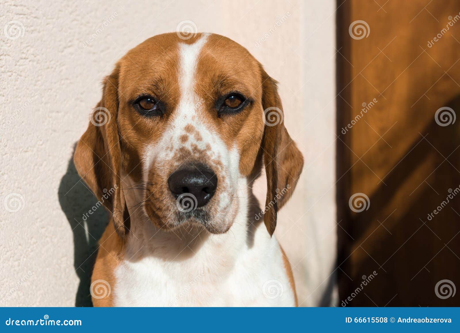 Cute beagle with sad eyes stock photo. Image of emotions - 66615508