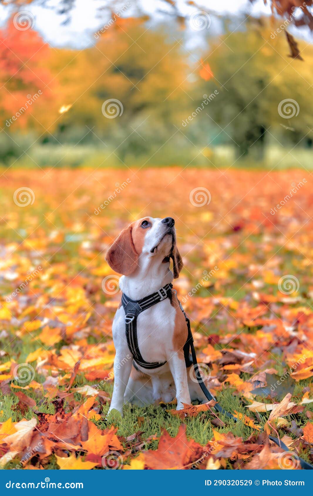 Cute Beagle Sits in Anticipation of Falling Autumn Leaves Stock Image ...