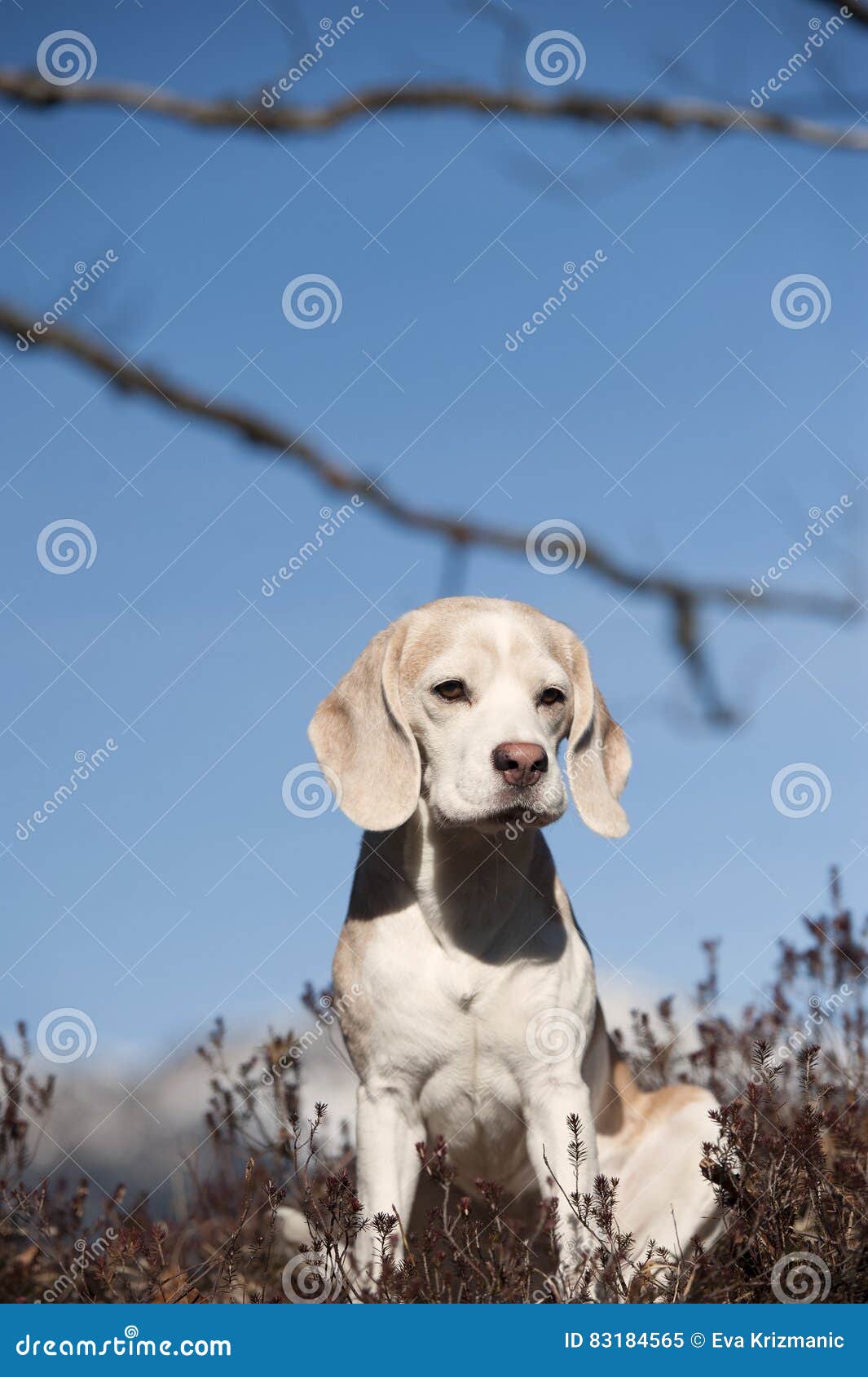 Cute Beagle sitting stock image. Image of mountains, behaviour - 83184565