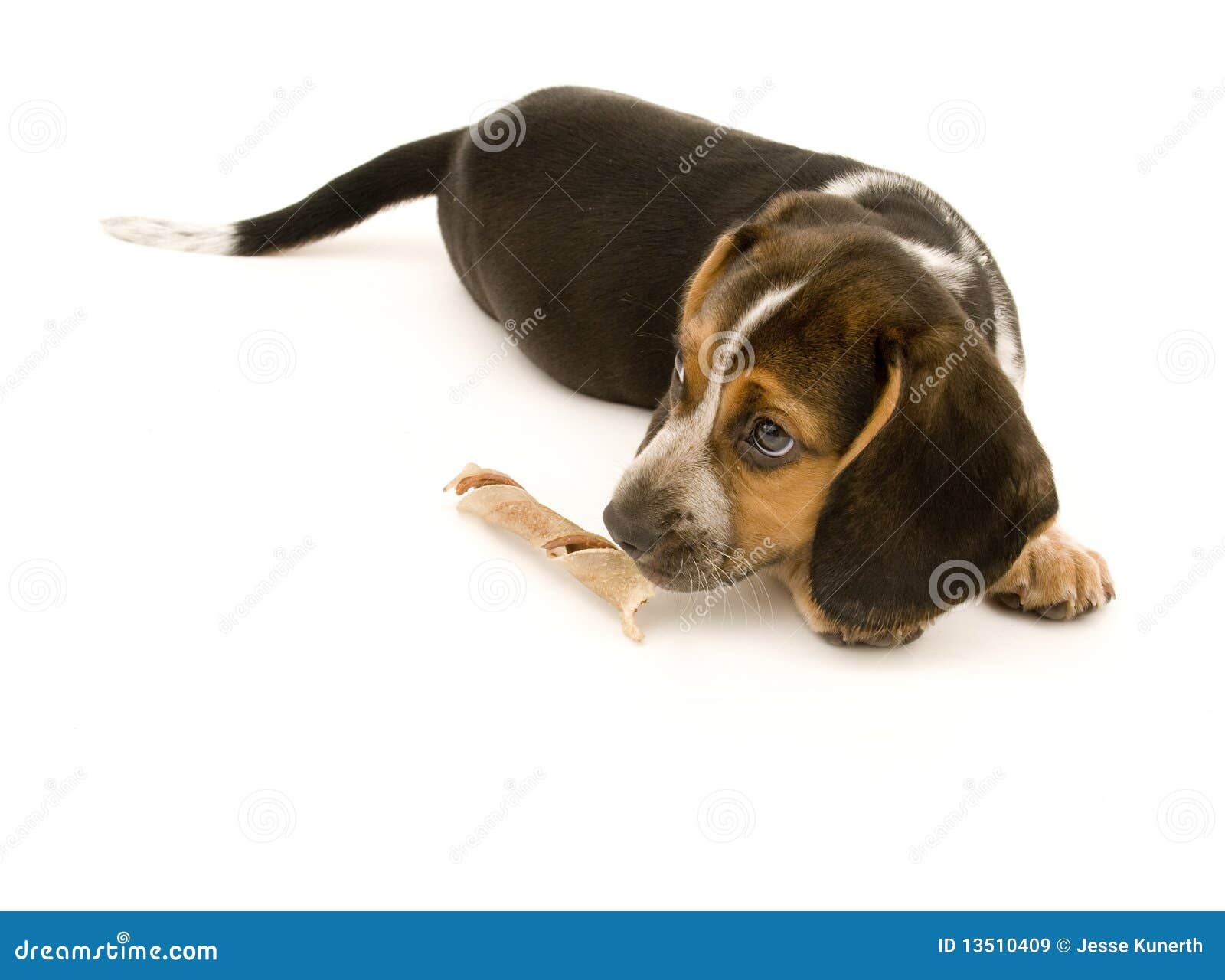 Cute Beagle Smelling Treat stock image. Image of cute - 13510409
