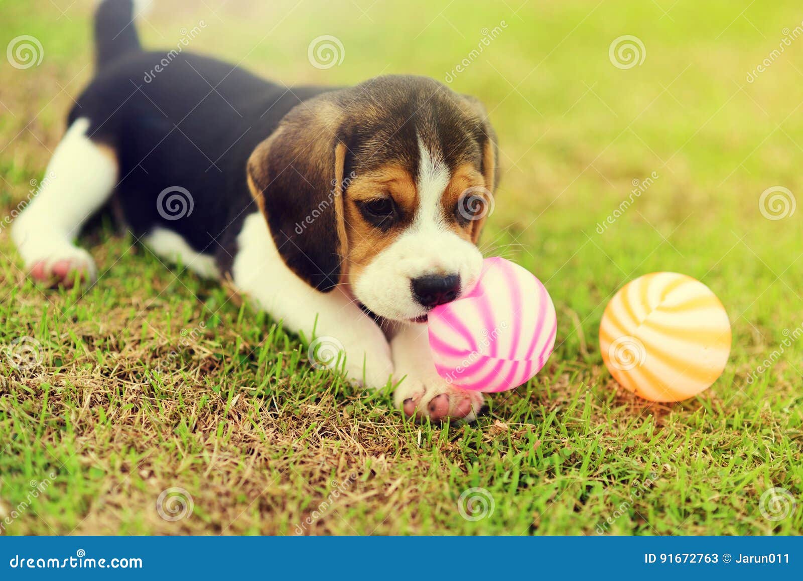 Cute beagle stock image. Image of doggy, young, happiness - 91672763