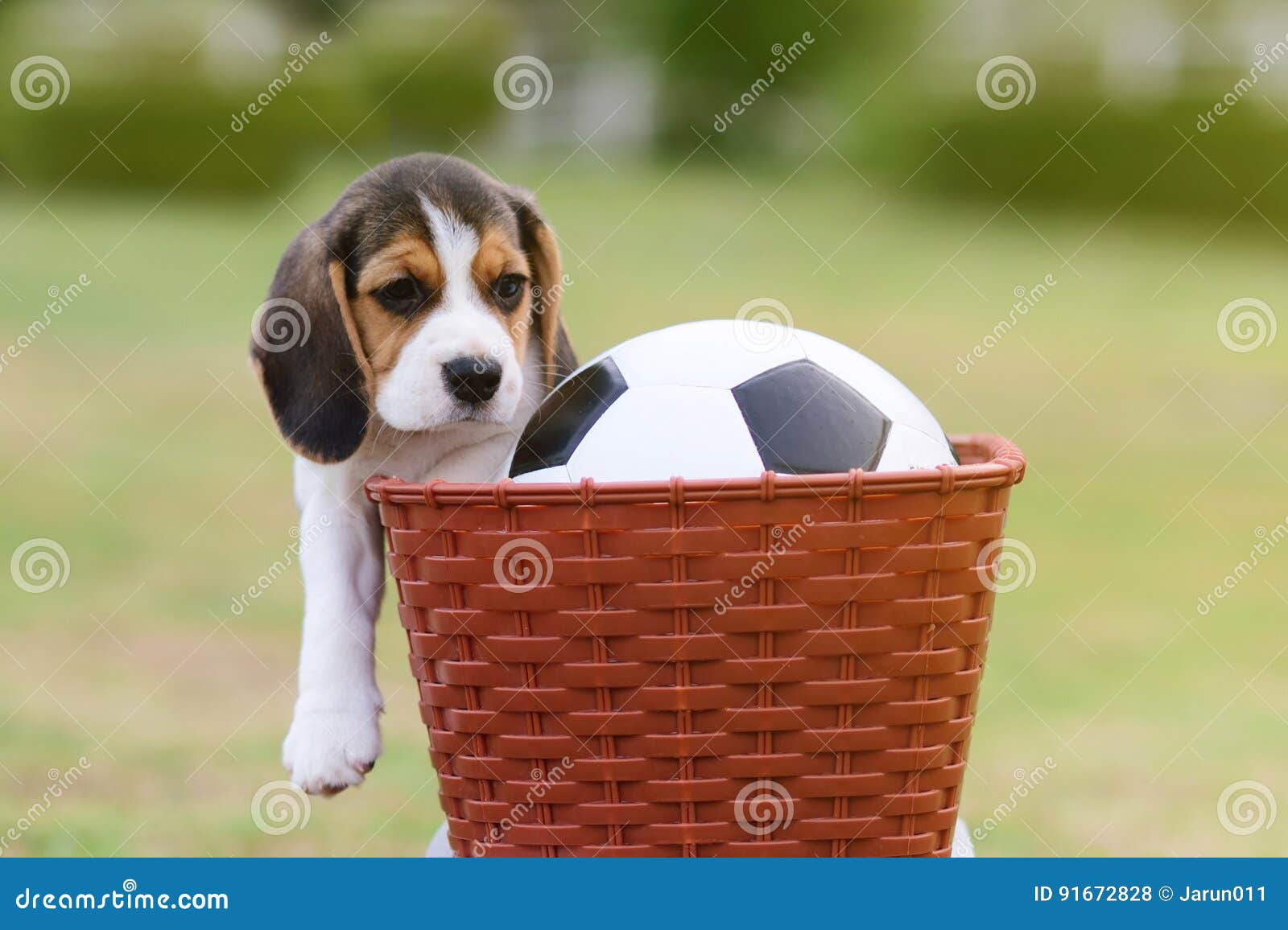 Cute beagle stock photo. Image of animal, ball, football - 91672828