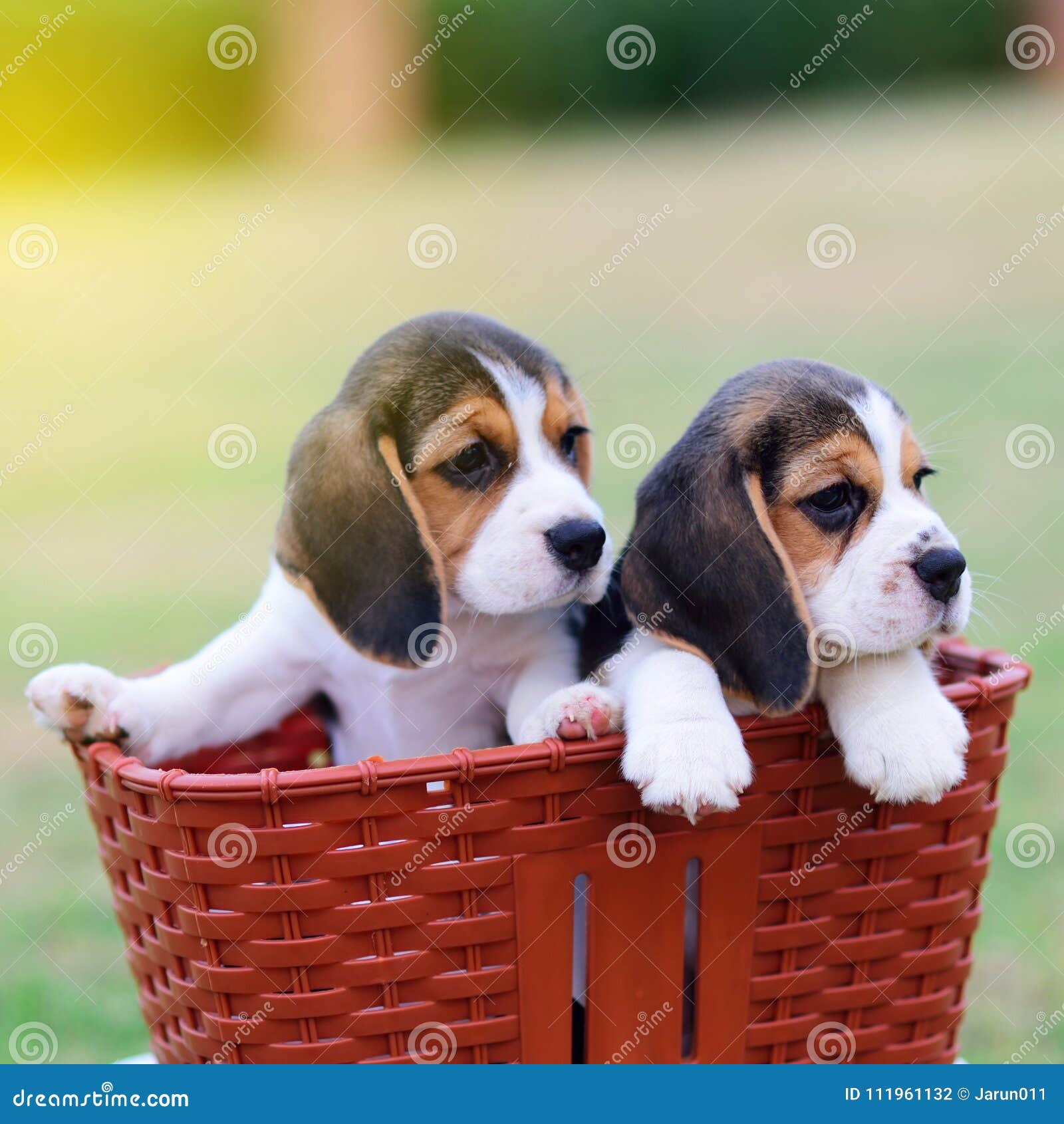 Cute Beagles in basket stock photo. Image of happiness - 111961132