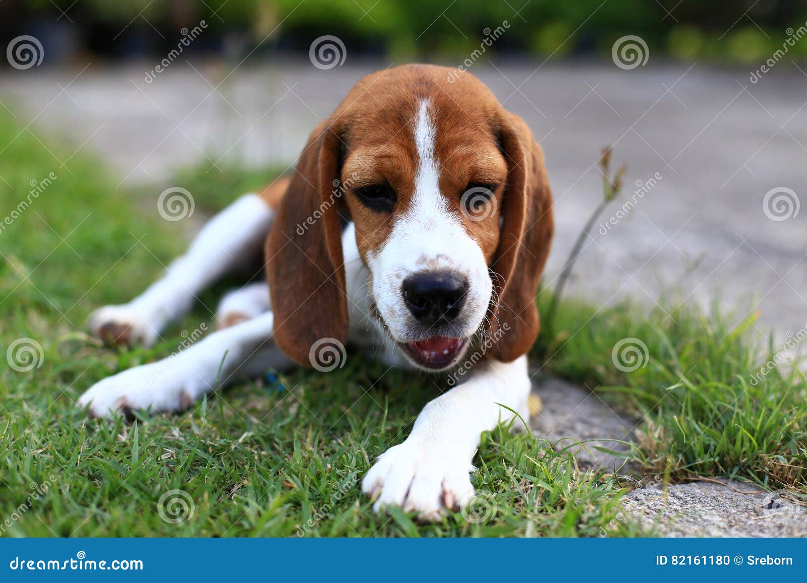 Cute Beagles Playing in Backyard Stock Photo - Image of small, brown ...