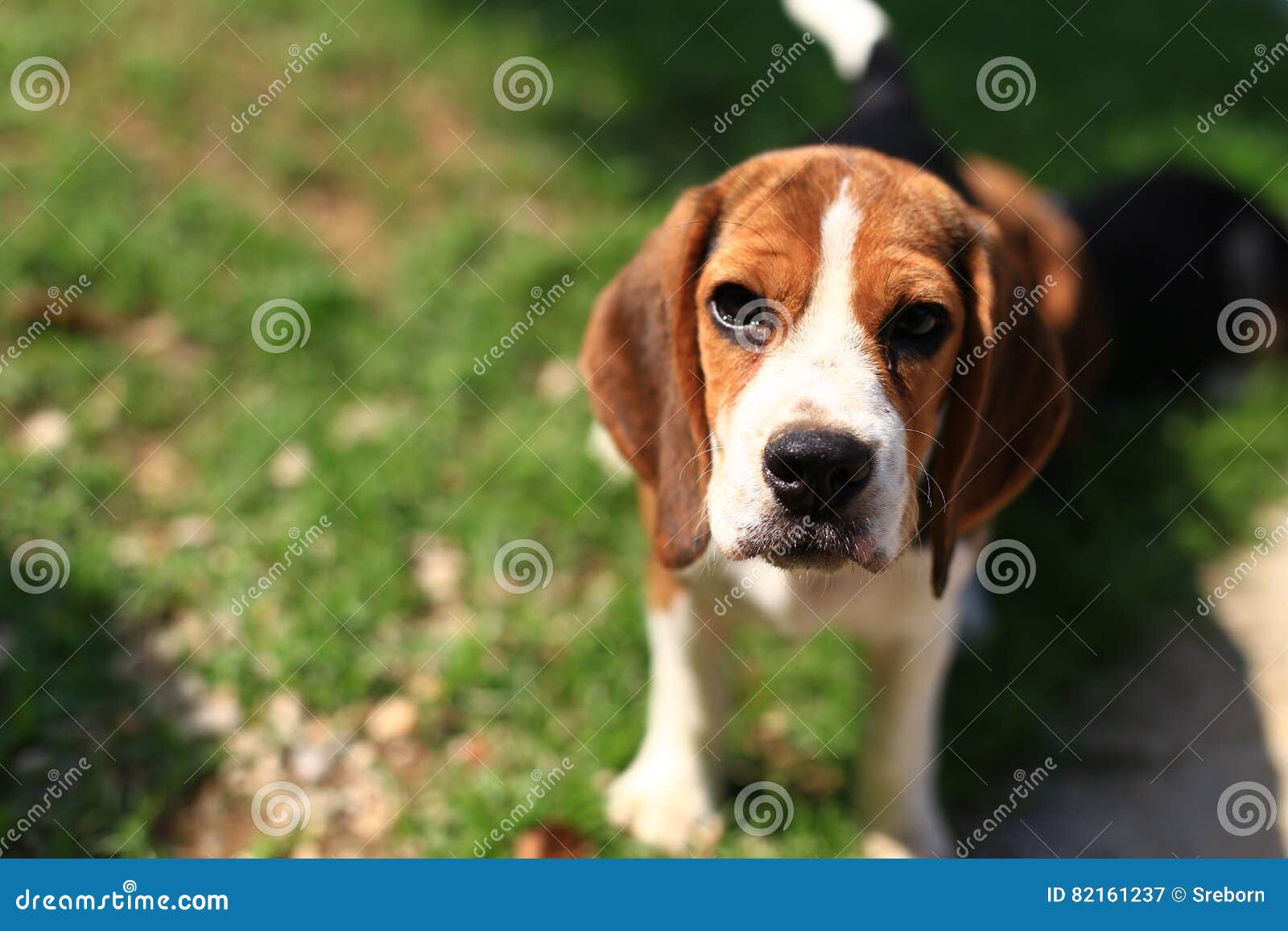Cute Beagles Playing in Backyard Stock Image - Image of backyard ...