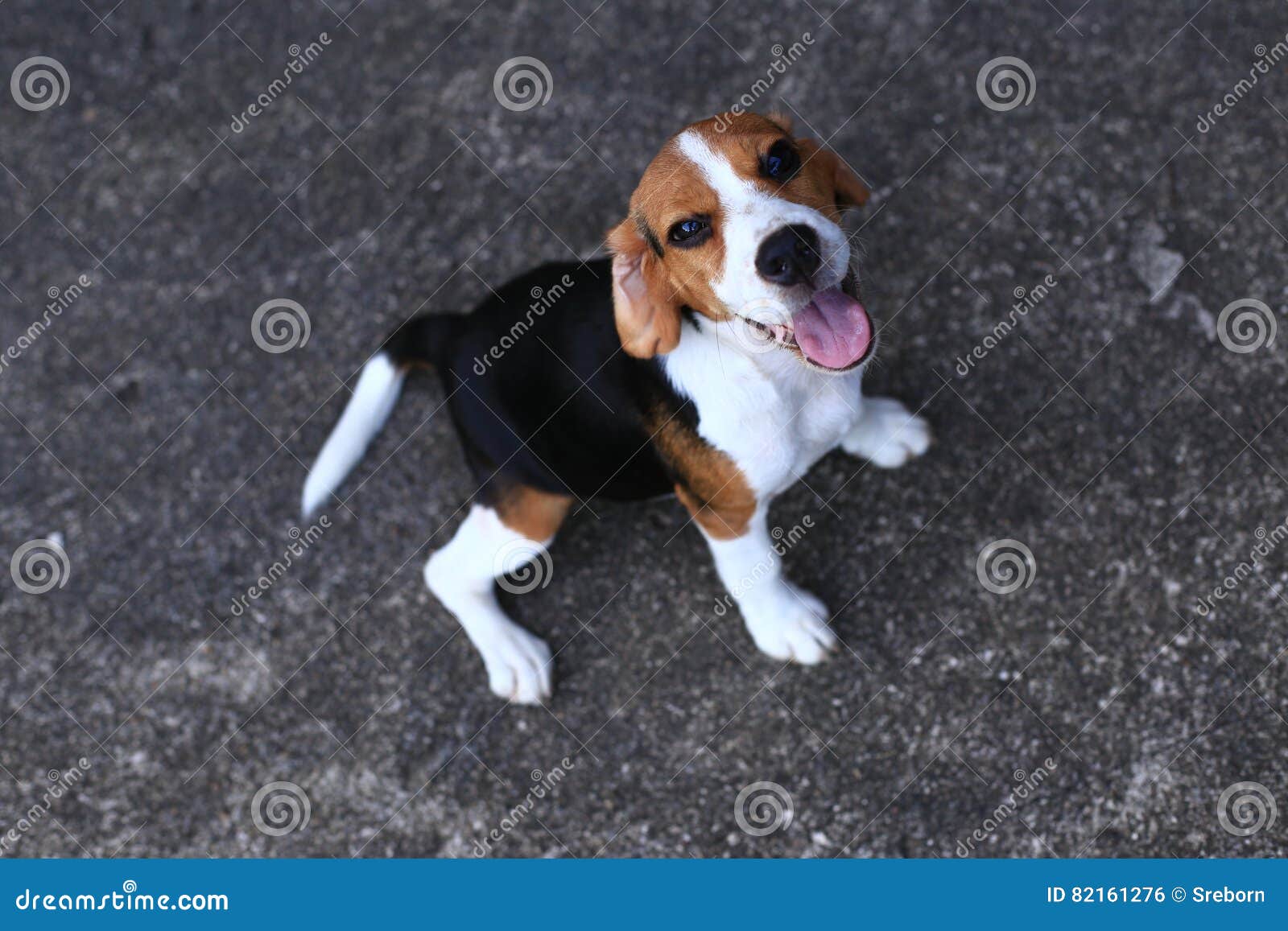 Cute Beagles Playing in Backyard Stock Photo - Image of domestic ...
