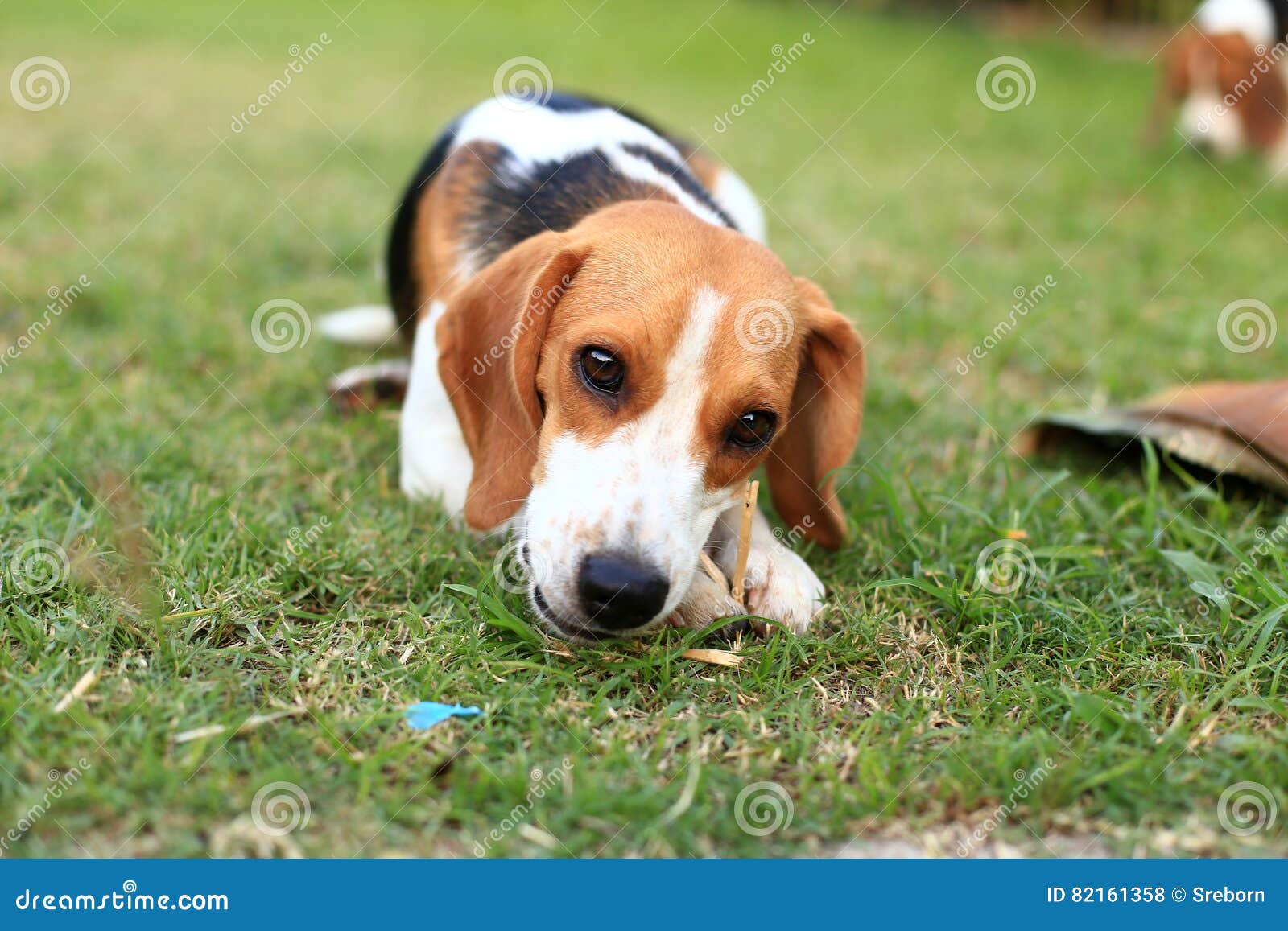 Cute Beagles Playing in Backyard Stock Photo - Image of street ...