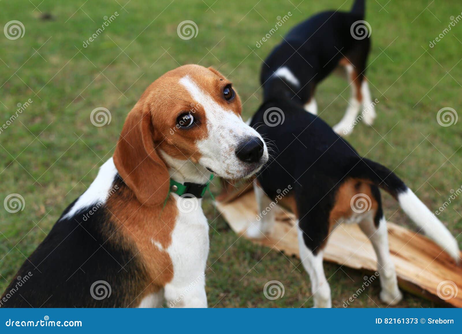 Cute Beagles Playing in Backyard Stock Image - Image of beagles ...