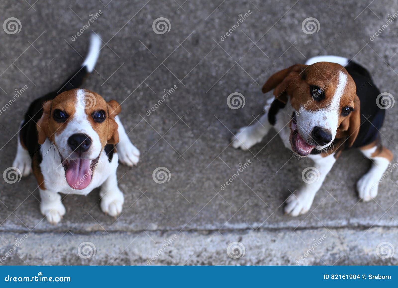 Cute Beagles Playing in Backyard Stock Photo - Image of leash, standing ...