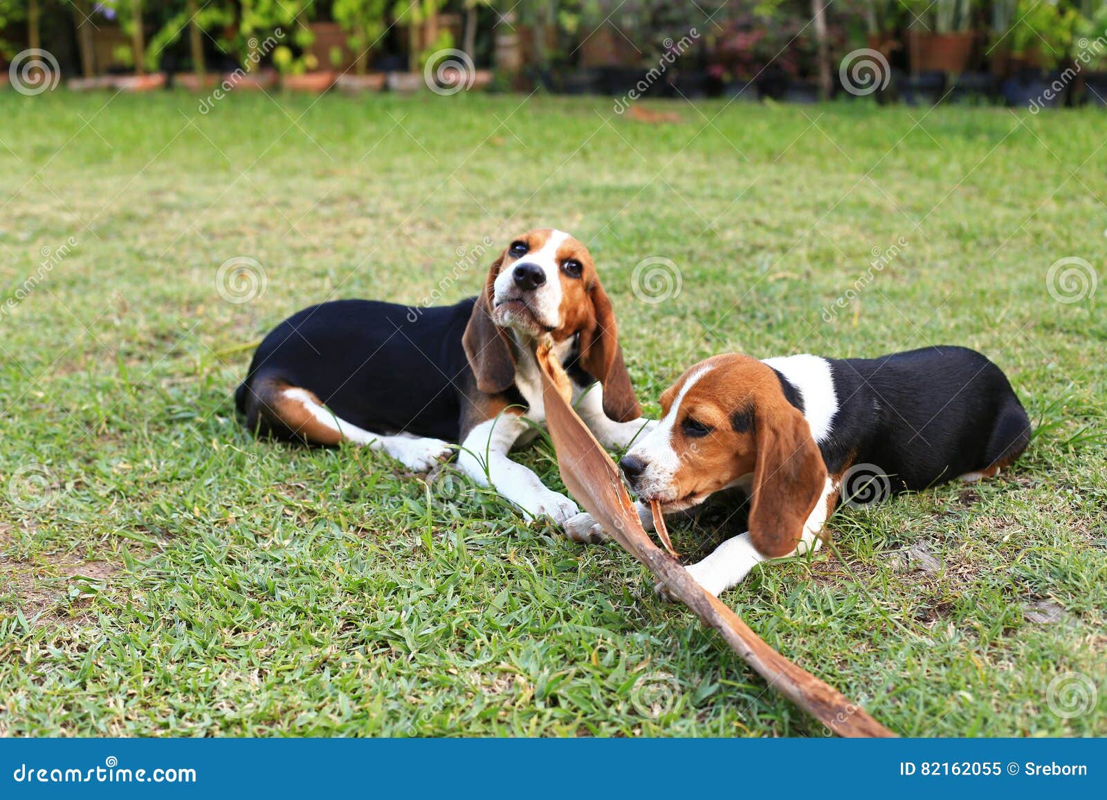 Cute Beagles Playing in Backyard Stock Image - Image of brown, looking ...