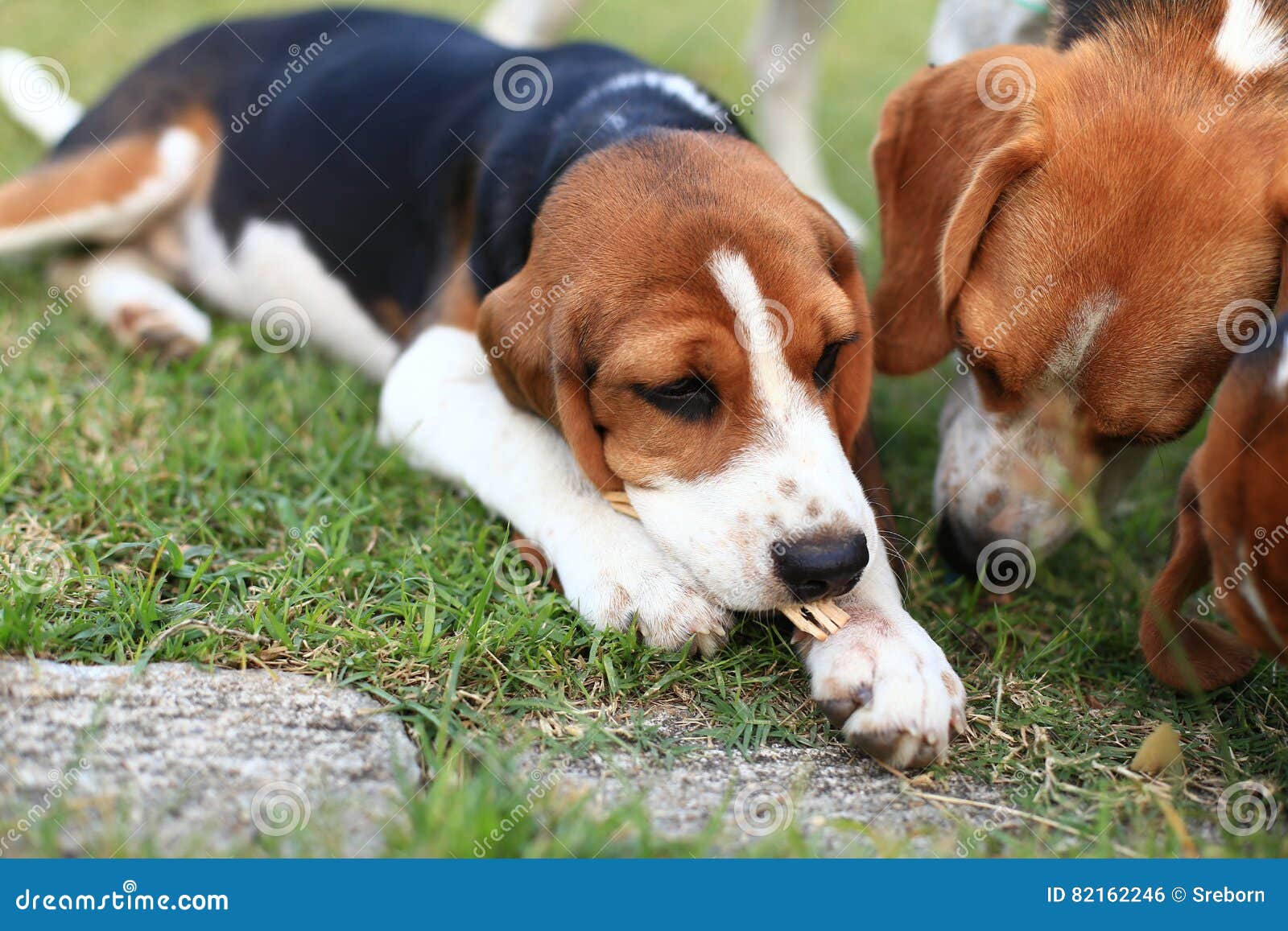 Cute Beagles Playing in Backyard Stock Photo - Image of standing ...