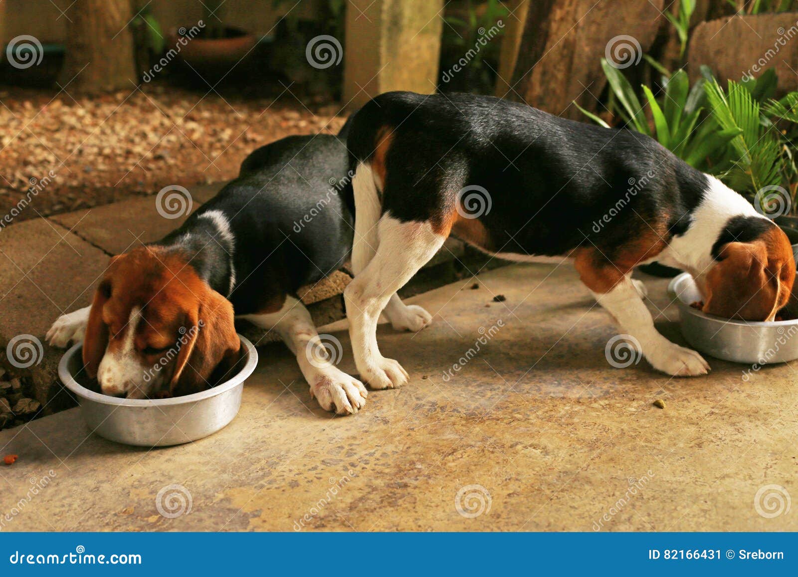 Cute Beagles Playing in Backyard Stock Image - Image of family ...