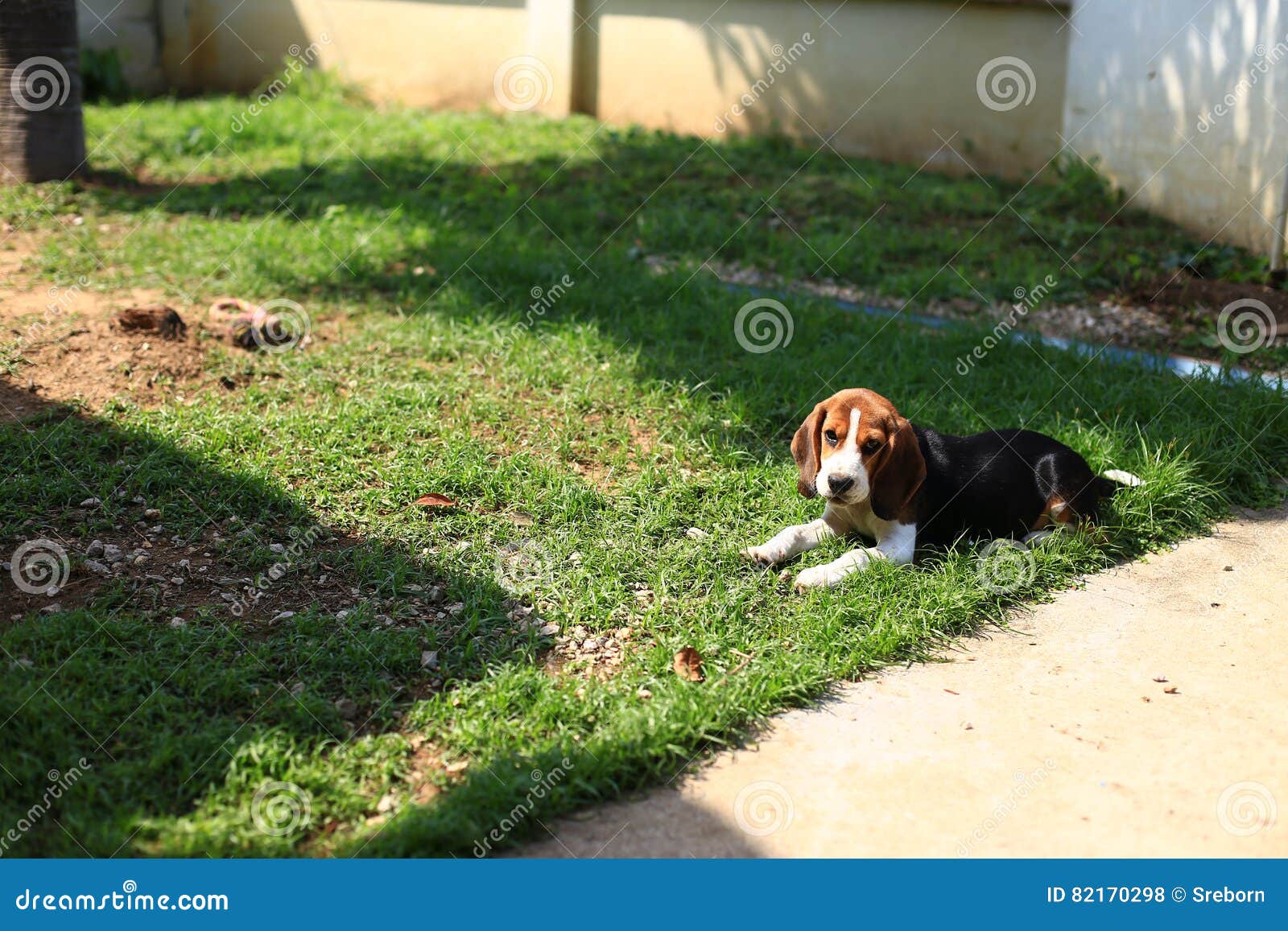 Cute Beagles Playing in Backyard Stock Photo - Image of cute, purebred ...