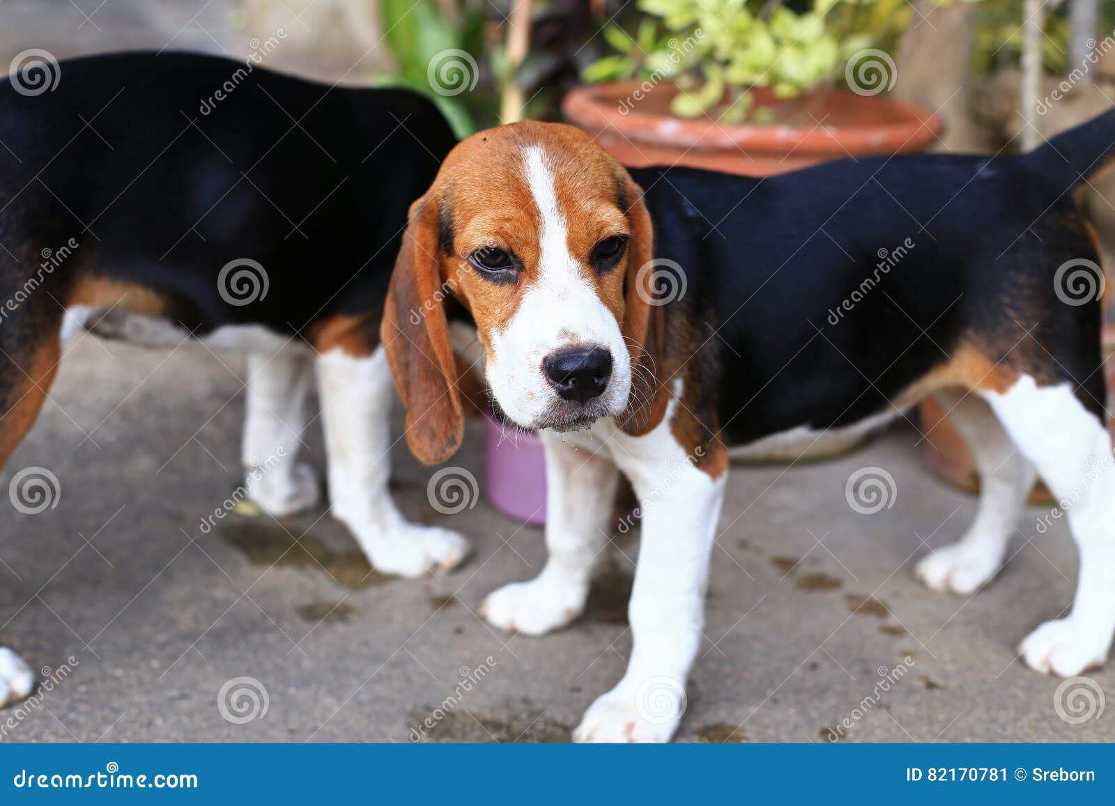 Cute Beagles Playing in Backyard Stock Image - Image of playing, people ...