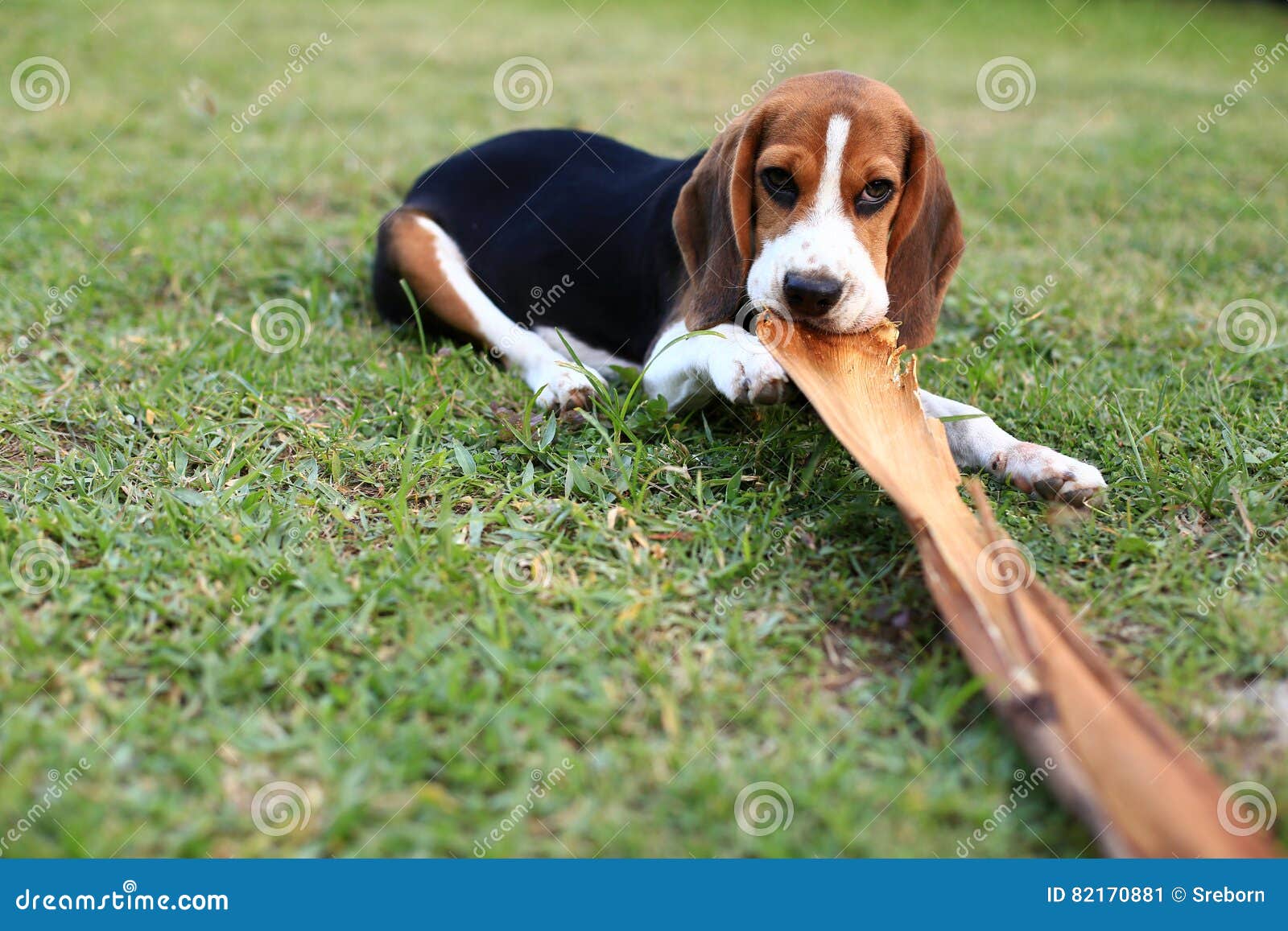Cute Beagles Playing in Backyard Stock Image - Image of beagles, pets ...