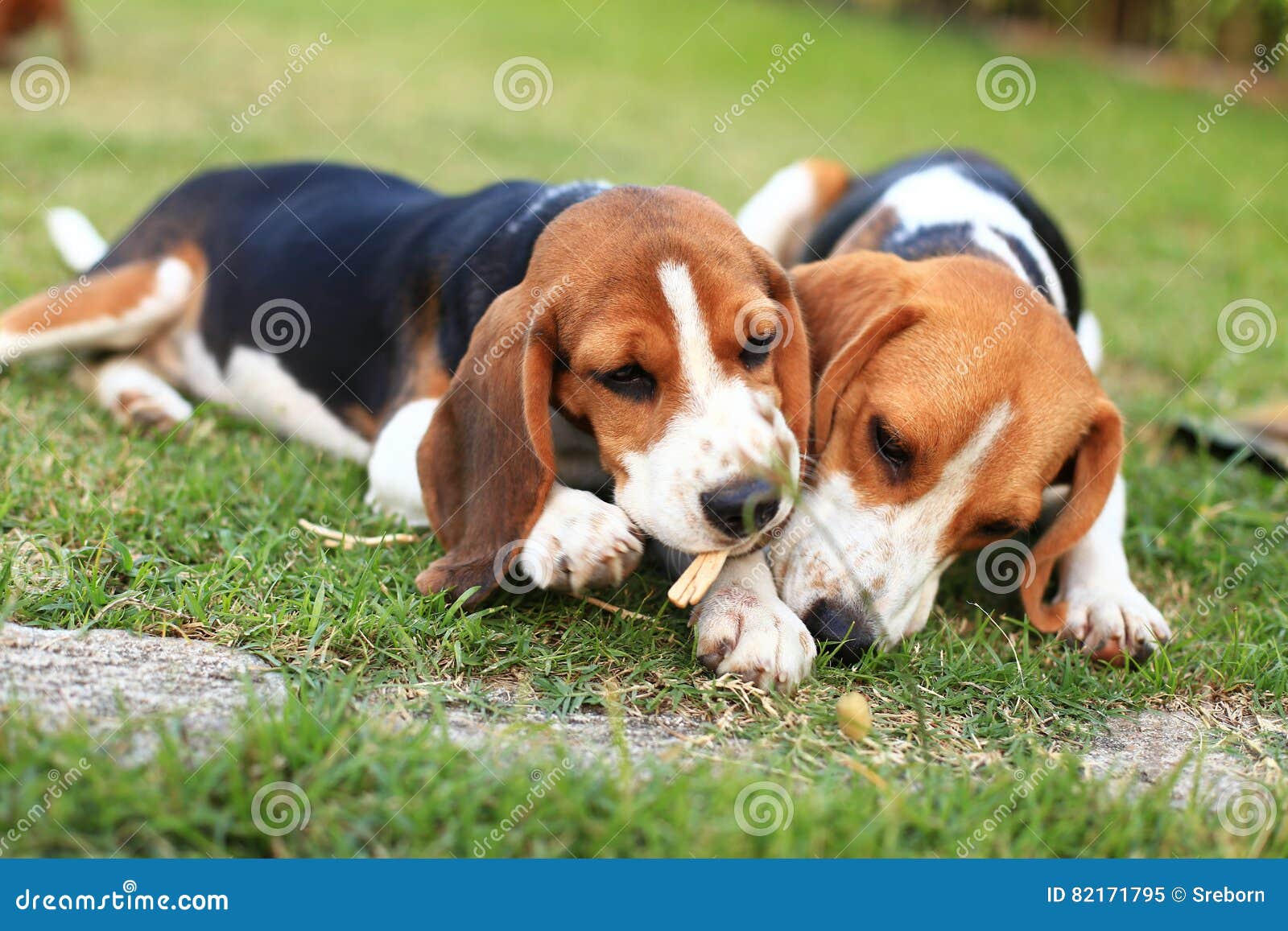 Cute Beagles Playing in Backyard Stock Image - Image of cute, green ...