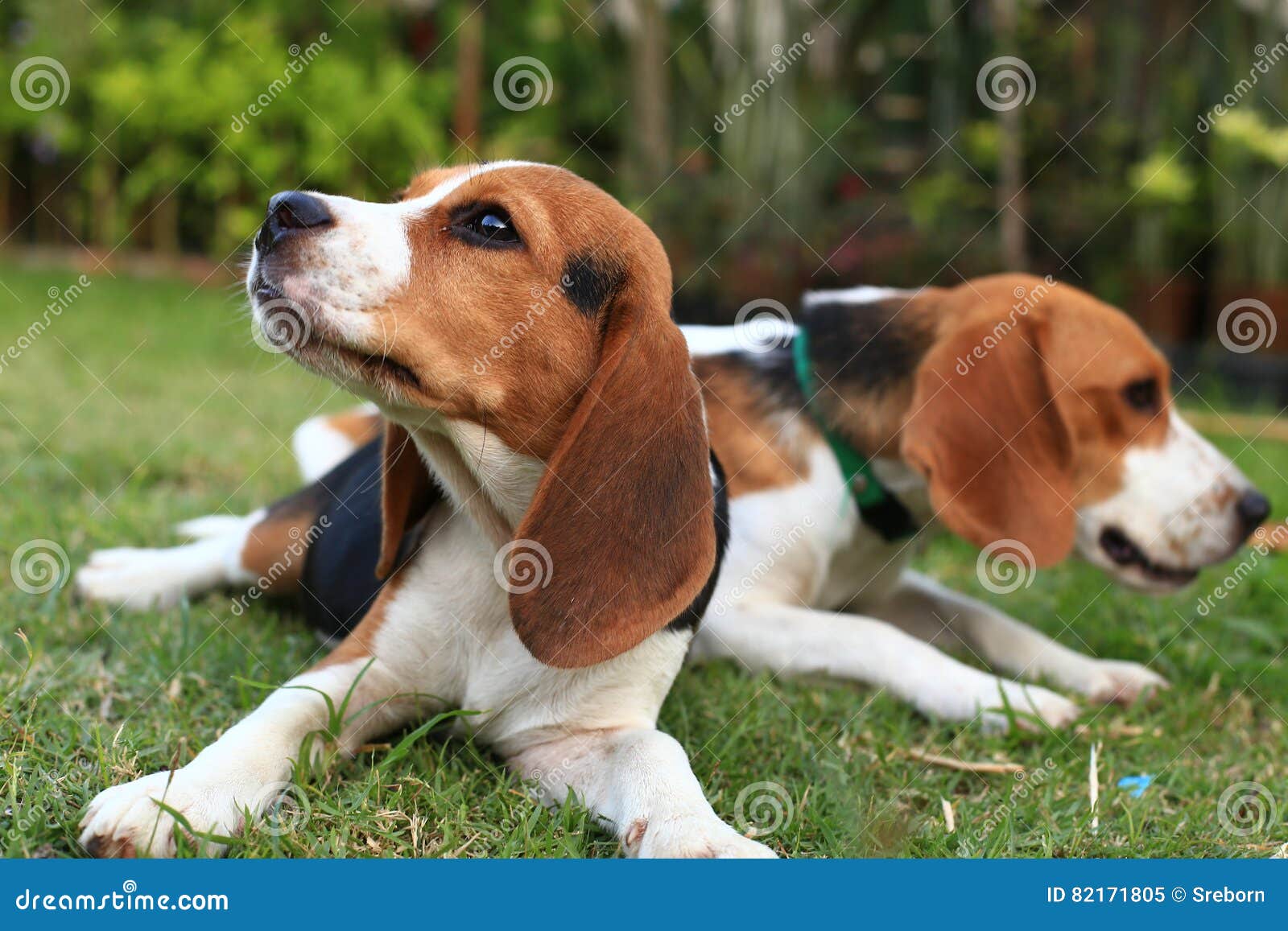 Cute Beagles Playing in Backyard Stock Image - Image of pets, beagles ...