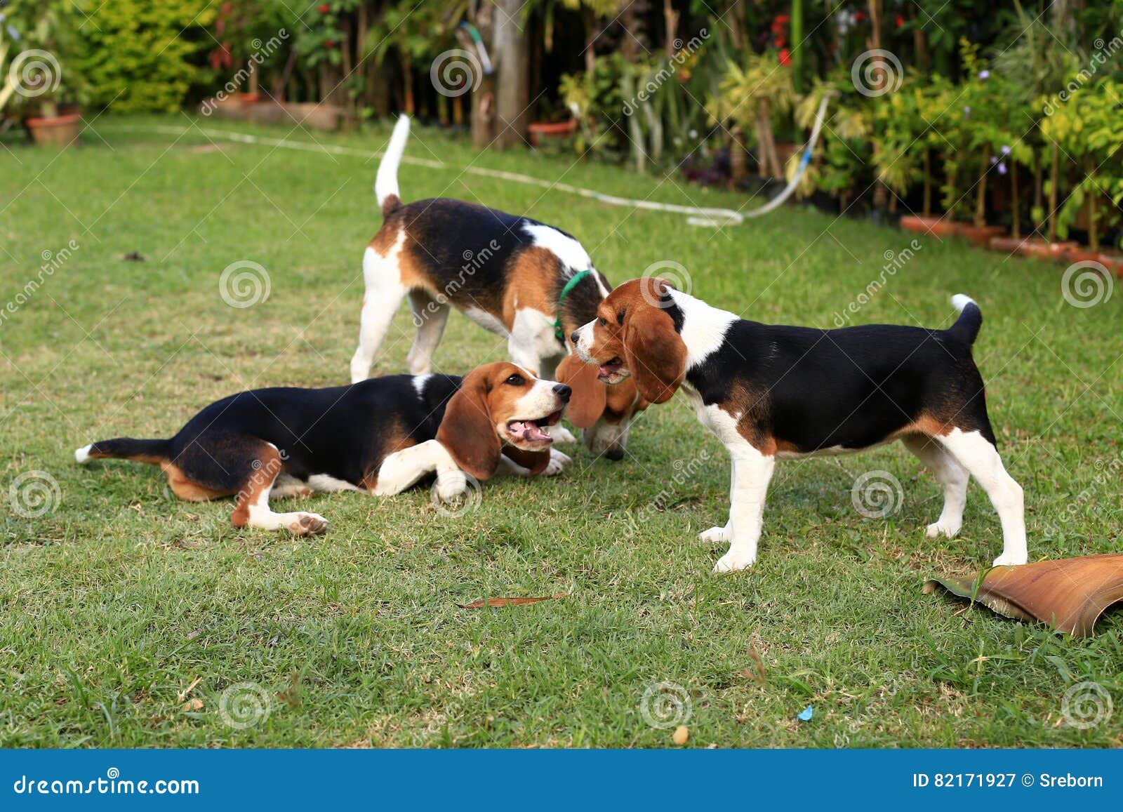 Cute Beagles Playing in Backyard Stock Image - Image of horizontal ...