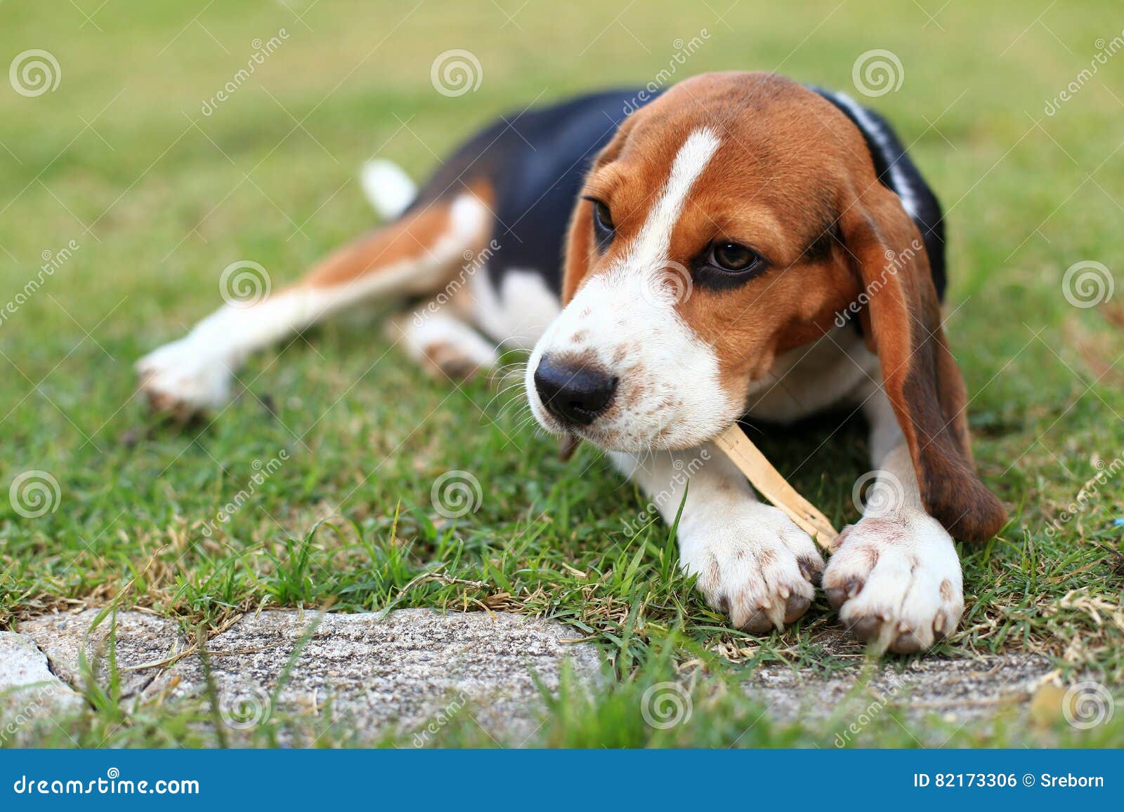 Cute Beagles Playing in Backyard Stock Photo - Image of street ...