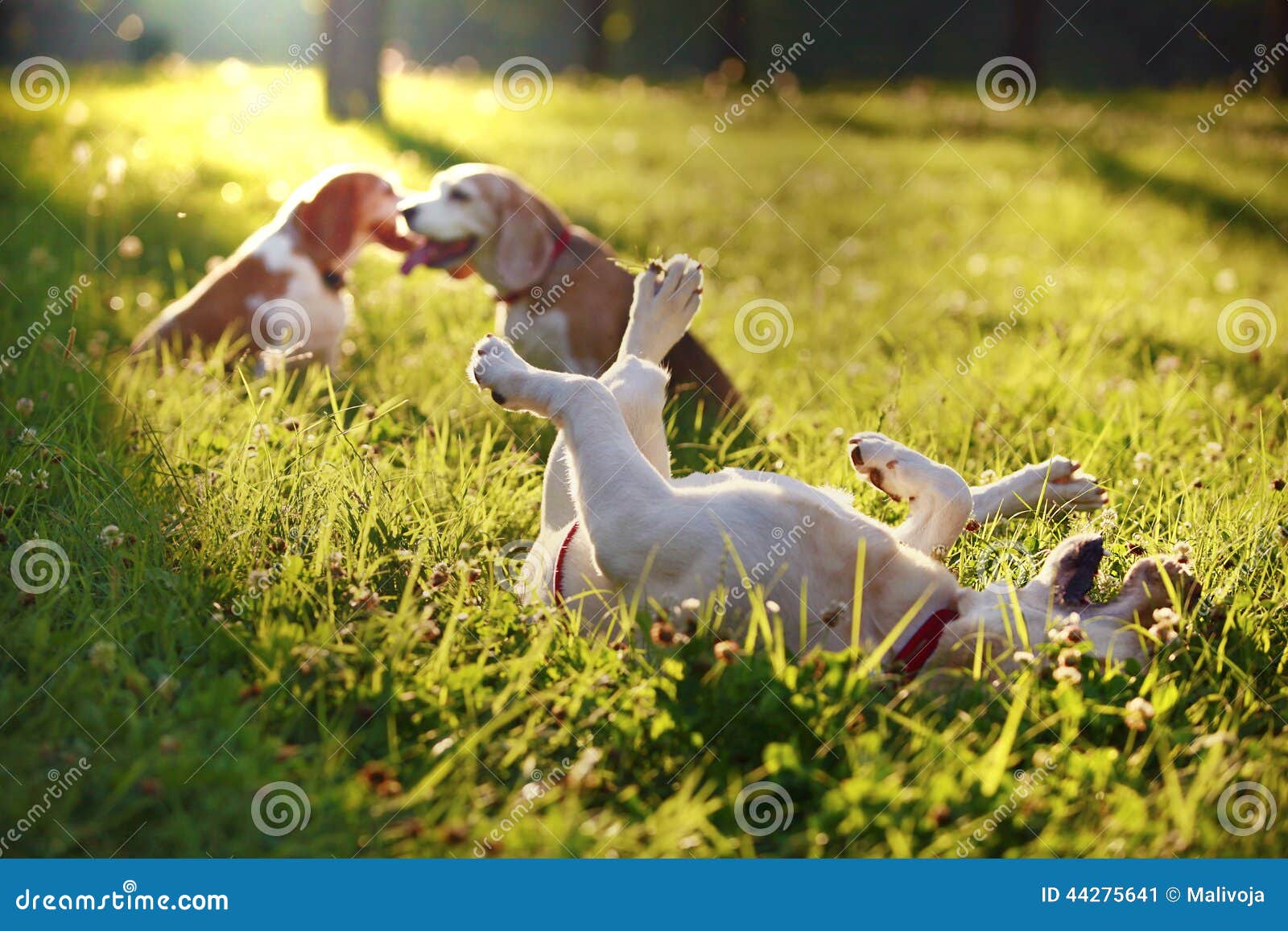 Cute Beagles playing stock image. Image of looking, animal - 44275641