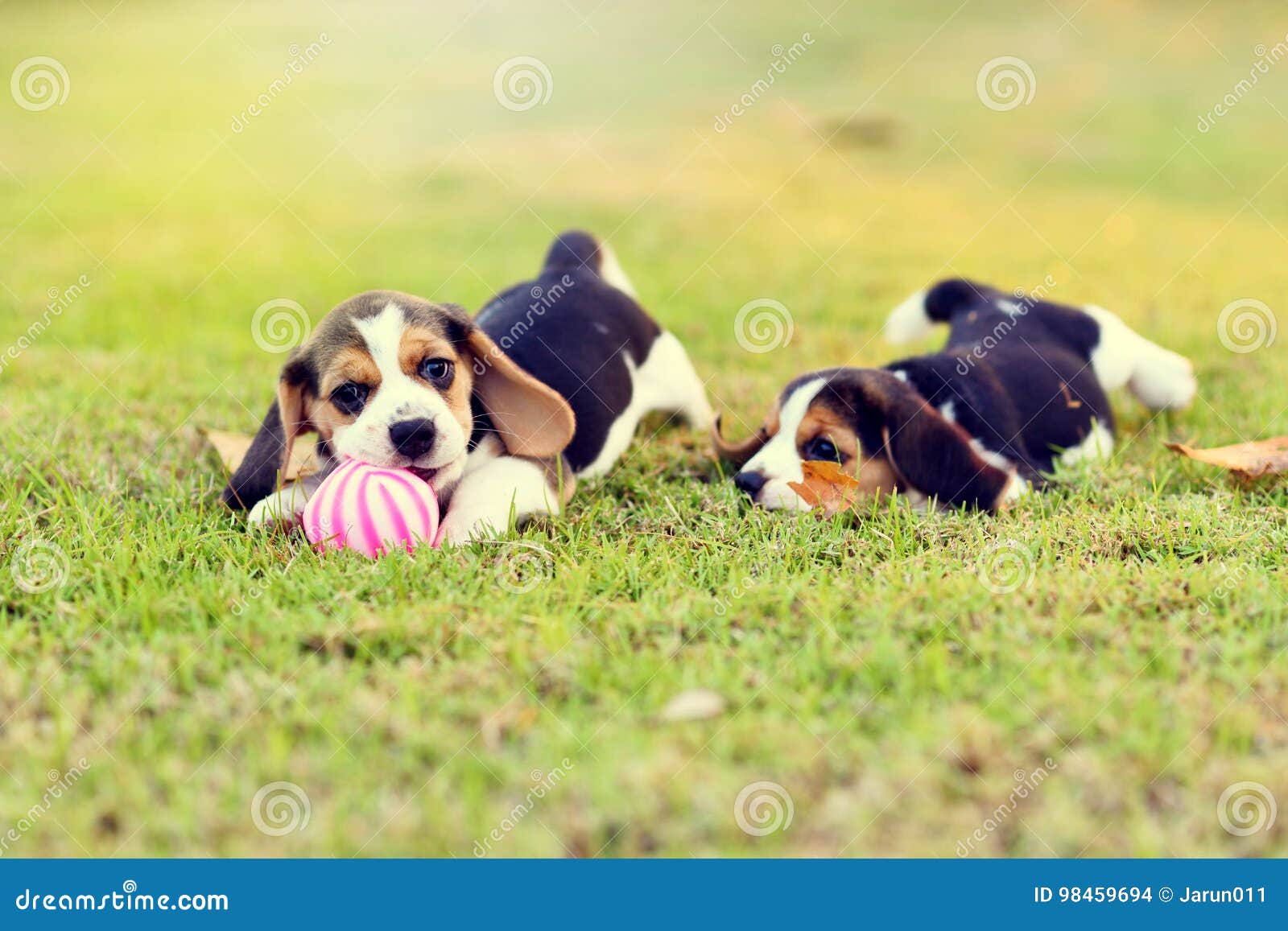 Cute Beagles stock photo. Image of beagle, pets, garden - 98459694
