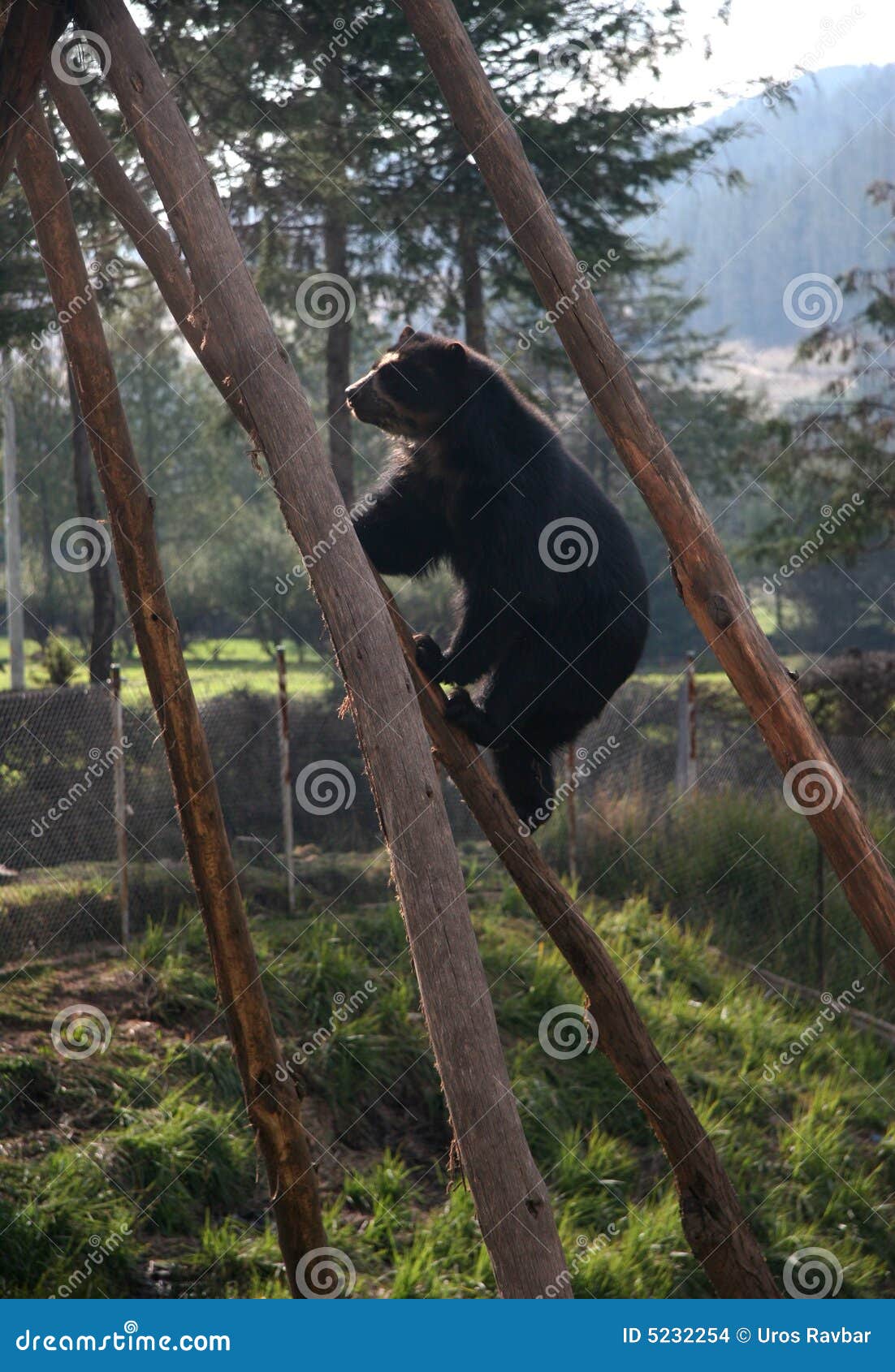 Cute bear climbing stock photo. Image of porcon, cute - 5232254