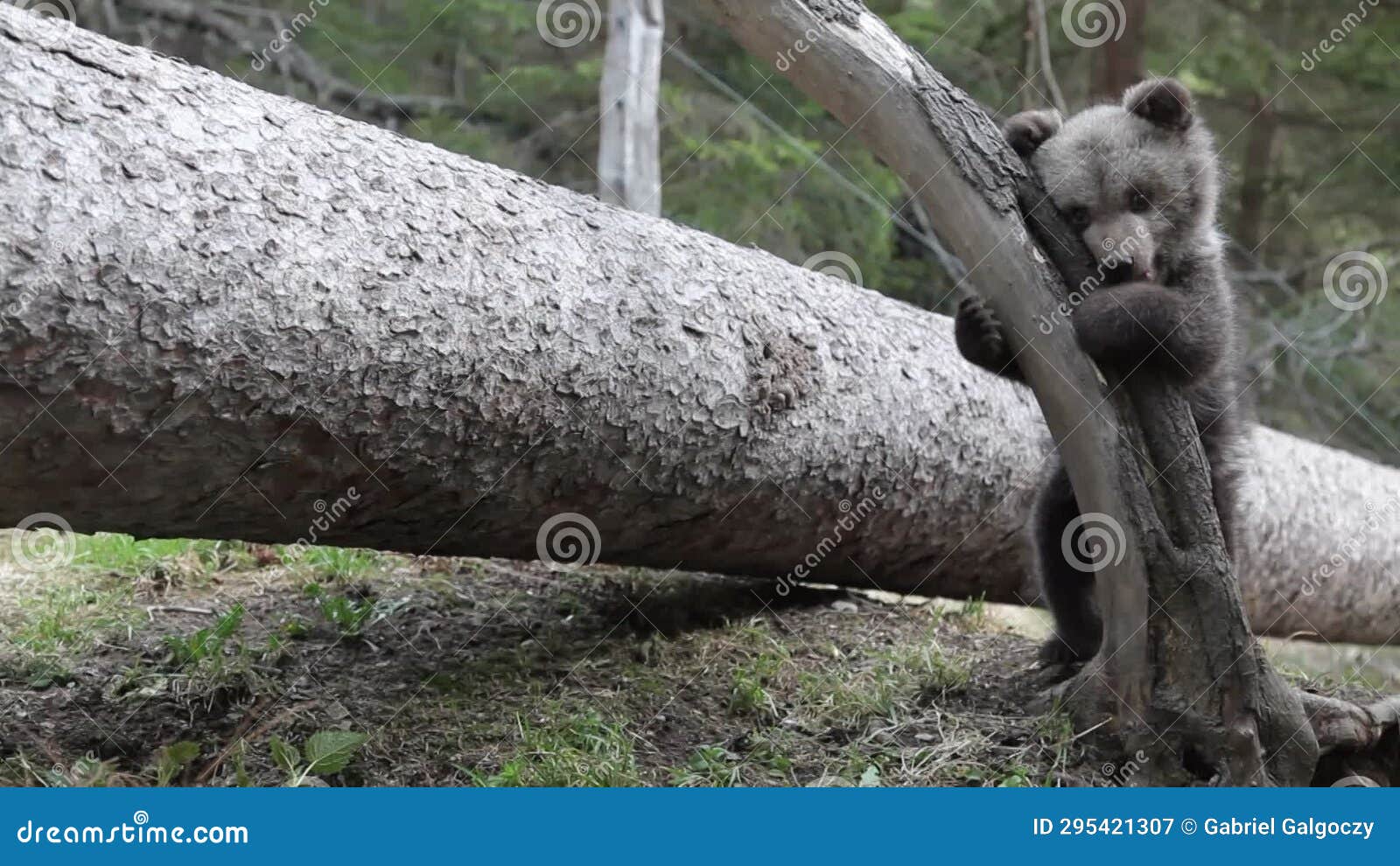 Cute Bear Cub Hugging and Playing with Tree Stock Video - Video of ...