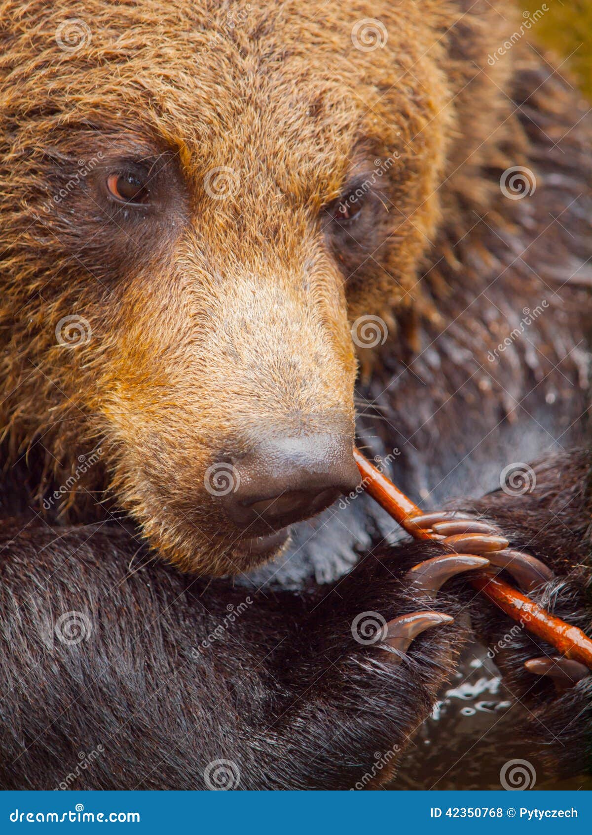 Cute bear with stick stock photo. Image of angry, detail - 42350768
