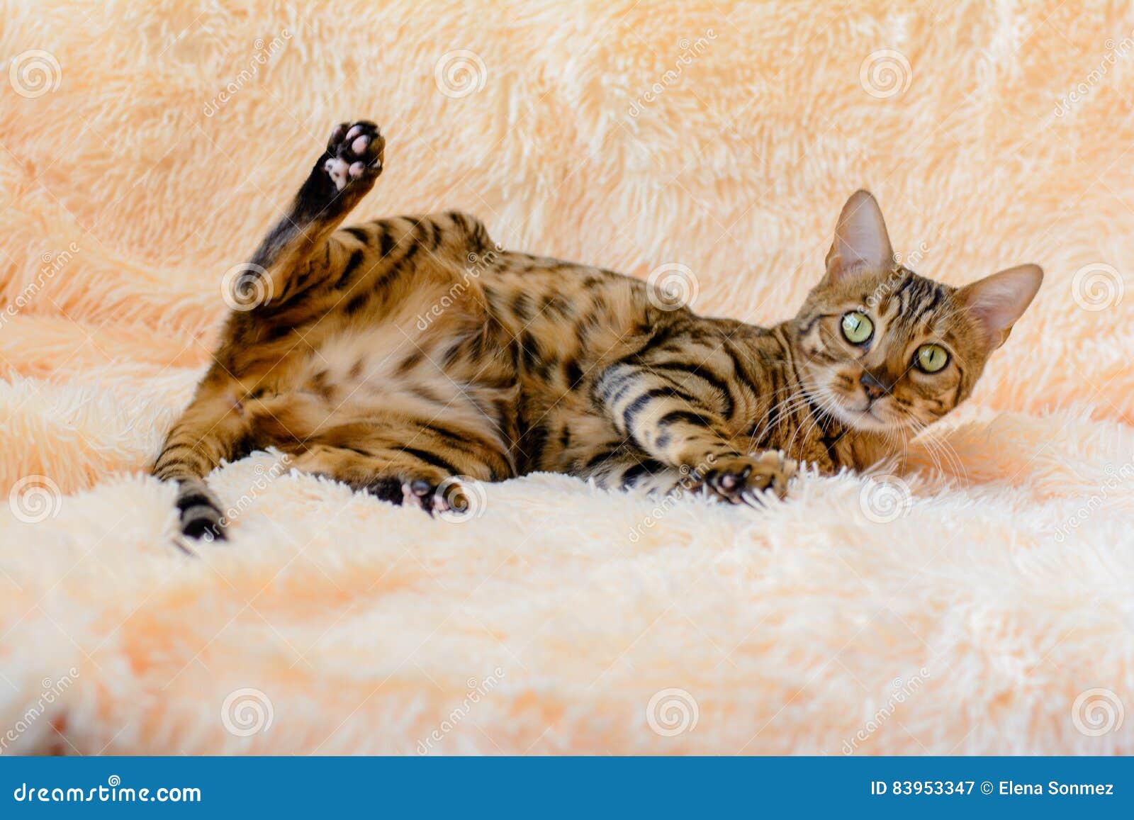 Cute Beautiful Bengal Cat on the Carpet Stock Image - Image of kitty ...