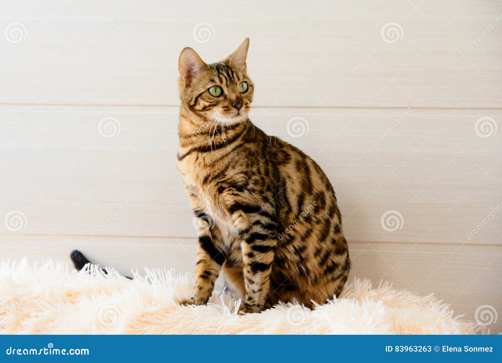 Cute Beautiful Bengal Cat on the Carpet Stock Image - Image of animal ...