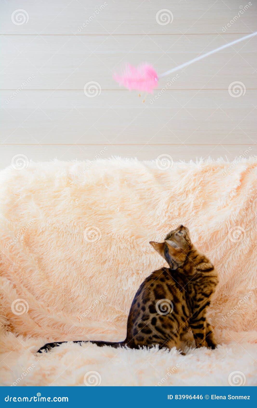Cute Beautiful Bengal Cat on the Carpet Stock Photo - Image of orange ...